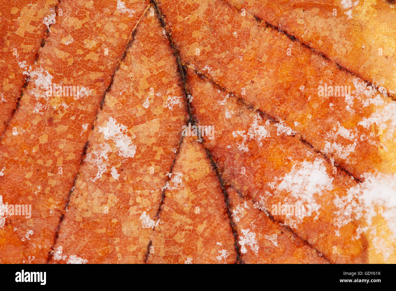 Botany, Leave detail in winter, Chamonix valley, France, Additional ...