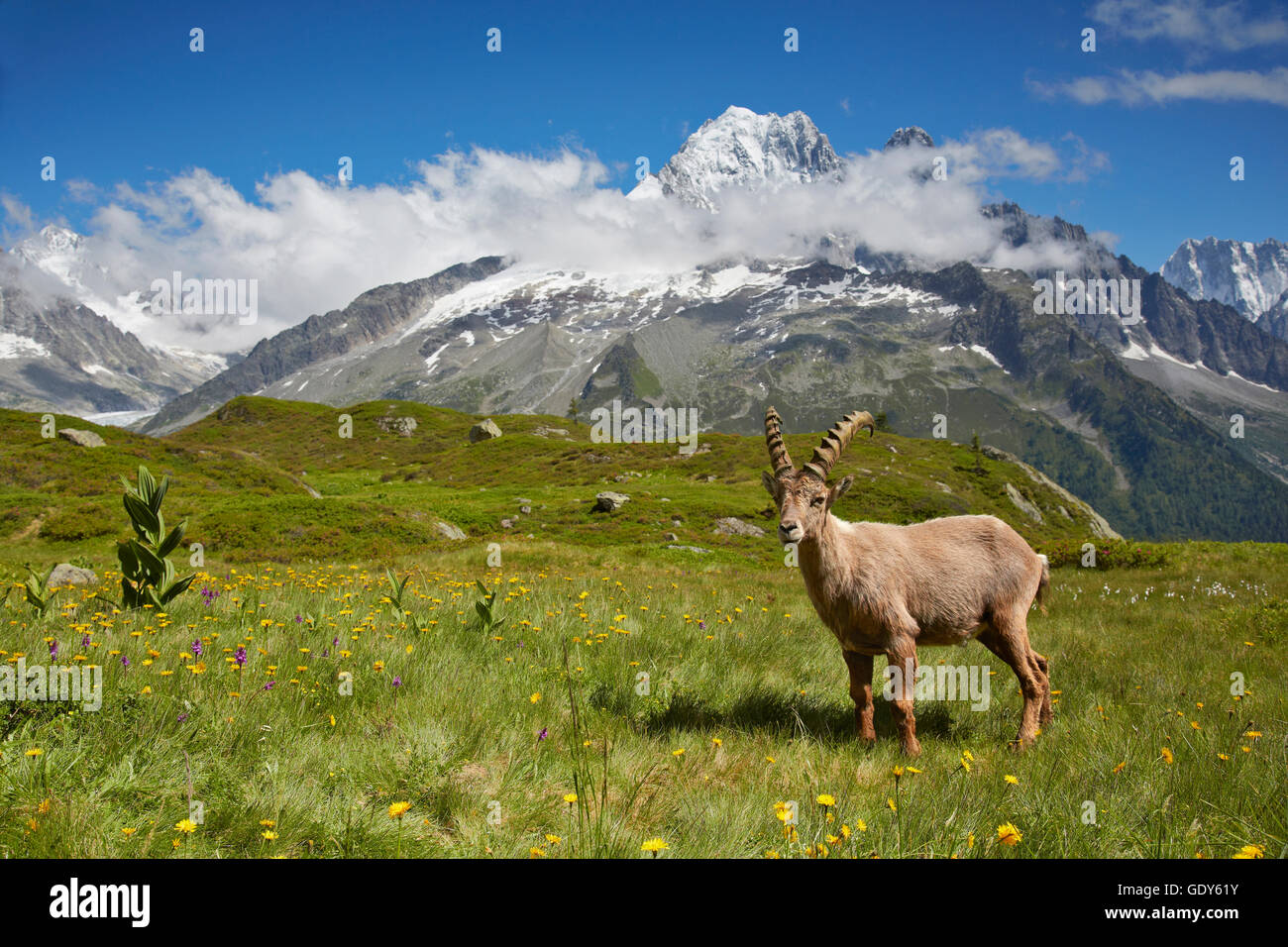 Zoology / animals, mammal / mammalian (mammalia), Mountain goat, Ibex ...