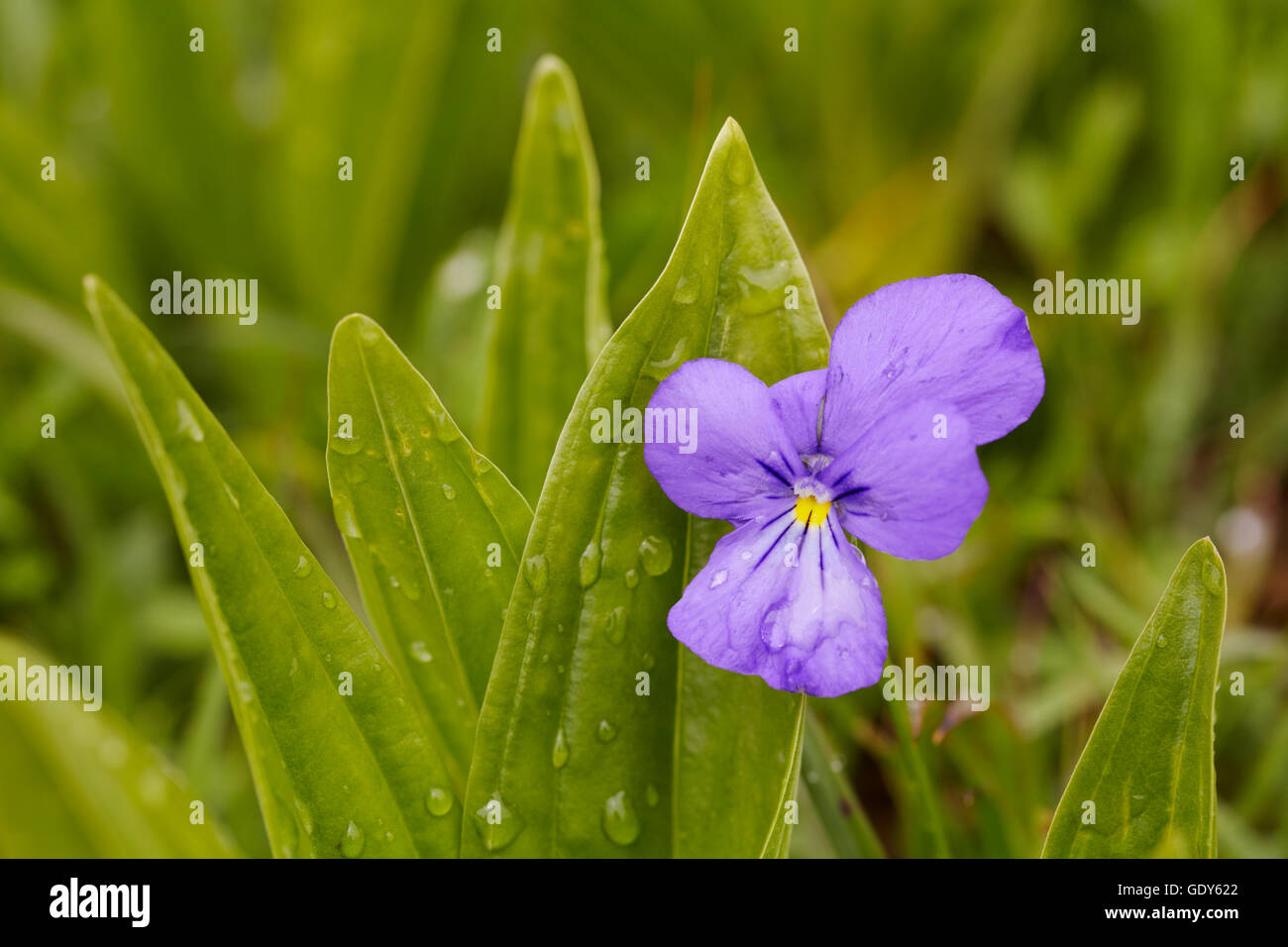 Botany, Pensy flower, Mont-Blanc range, Chamonix, France, Additional ...