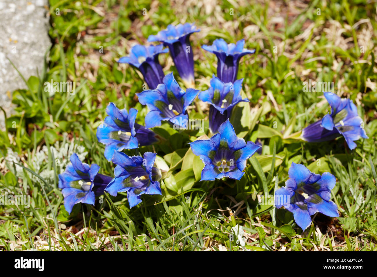 Botany, Gentian flower, Mont-Blanc range, Chamonix, France, Additional ...