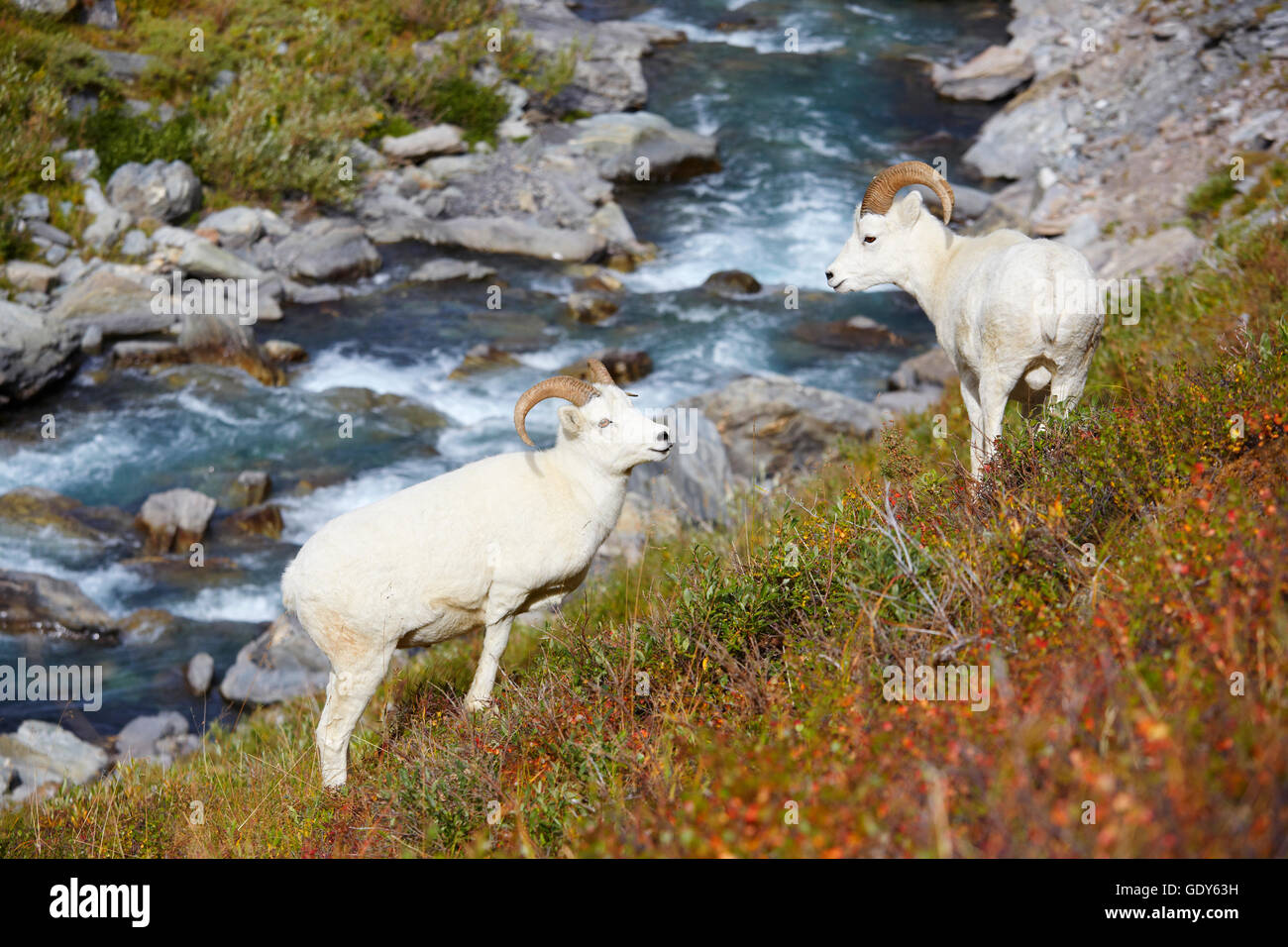 Zoology / animals, mammal / mammalian (mammalia), Dall sheep in Denali ...