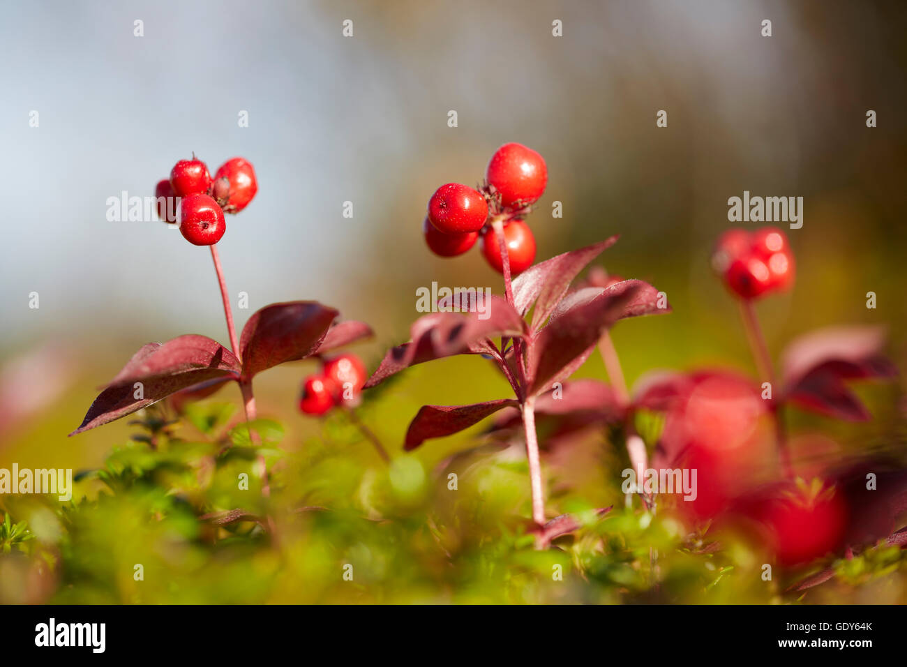 Berries in denali national park hi-res stock photography and images - Alamy