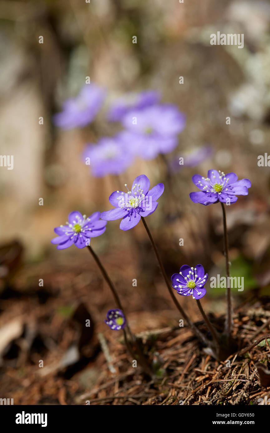 Botany, Hepatic flower, Mont-Blanc range, Chamonix, France, Additional ...