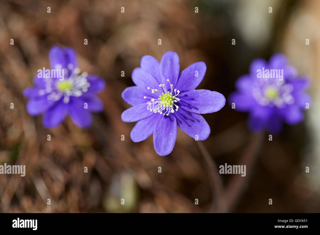 Botany, Hepatic flower, Mont-Blanc range, Chamonix, France, Additional ...