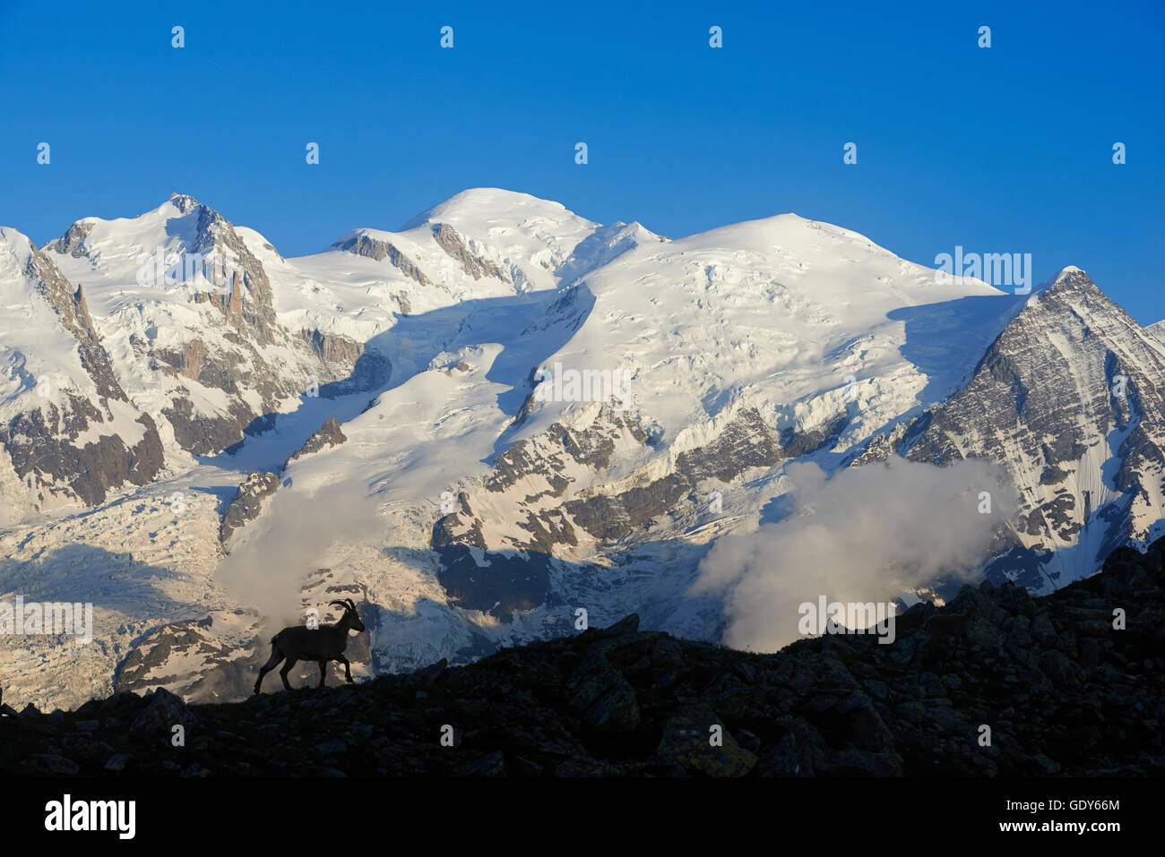 Zoology / animals, mammal / mammalian (mammalia), Mountain goat and ...