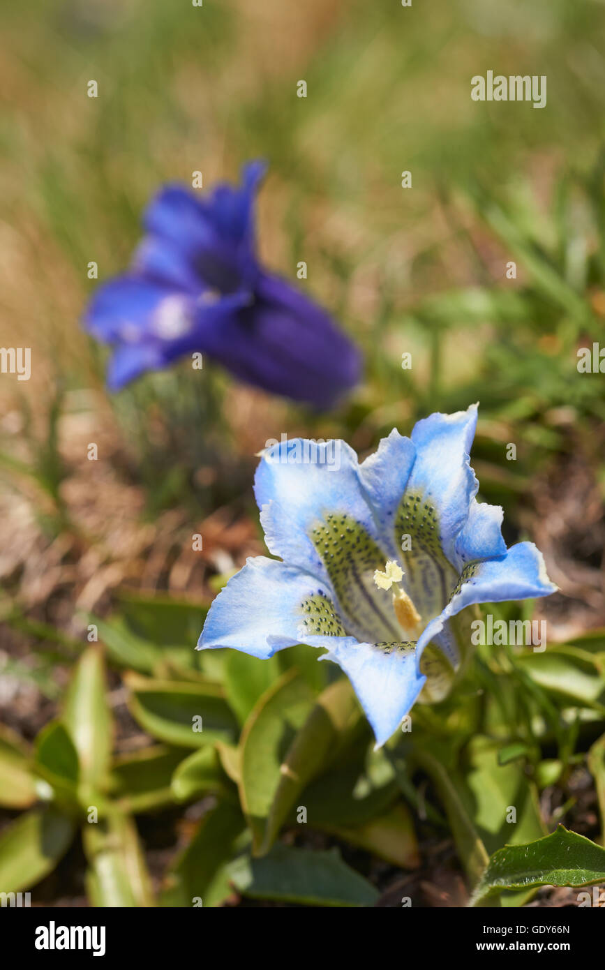 Botany, Gentian flower, Mont-Blanc range, Chamonix, France, Additional ...