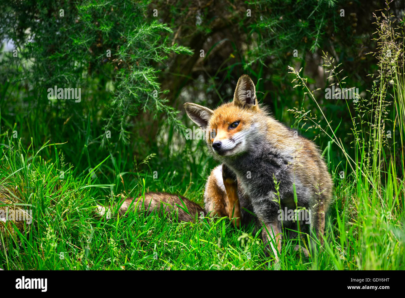 Beautiful male fox in long lush green grass of Summer field Stock Photo ...
