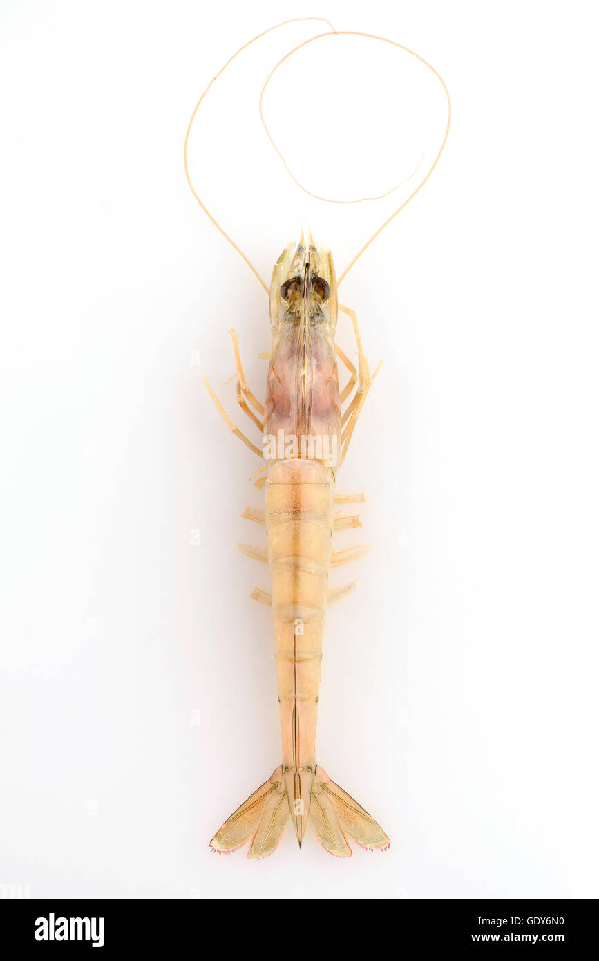 zoology / animals, crustacean, deepwater prawn, Pandalus, Additional ...