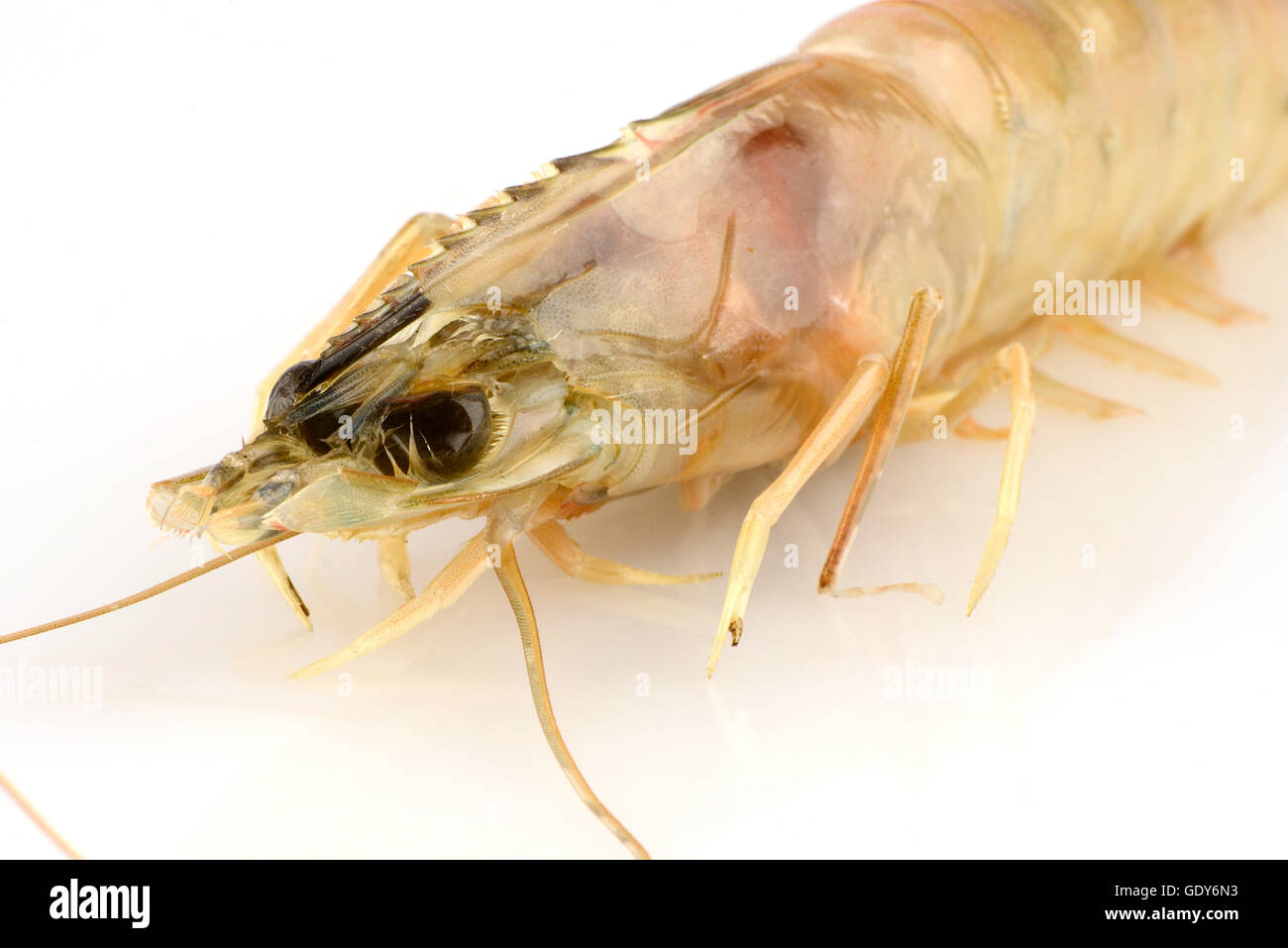 Deepwater prawn hi-res stock photography and images - Alamy