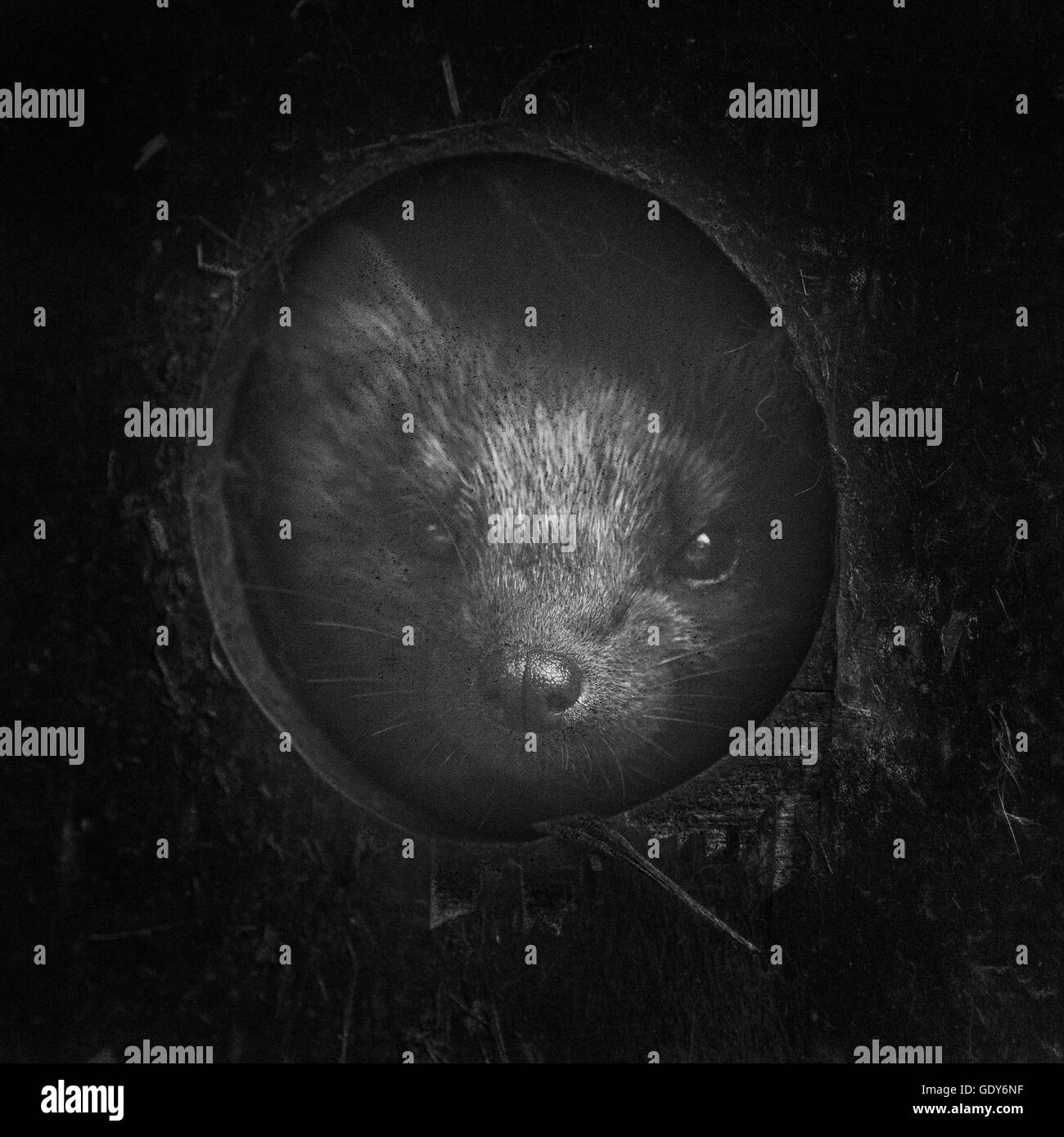 Pine martin Black and White Stock Photos & Images - Alamy
