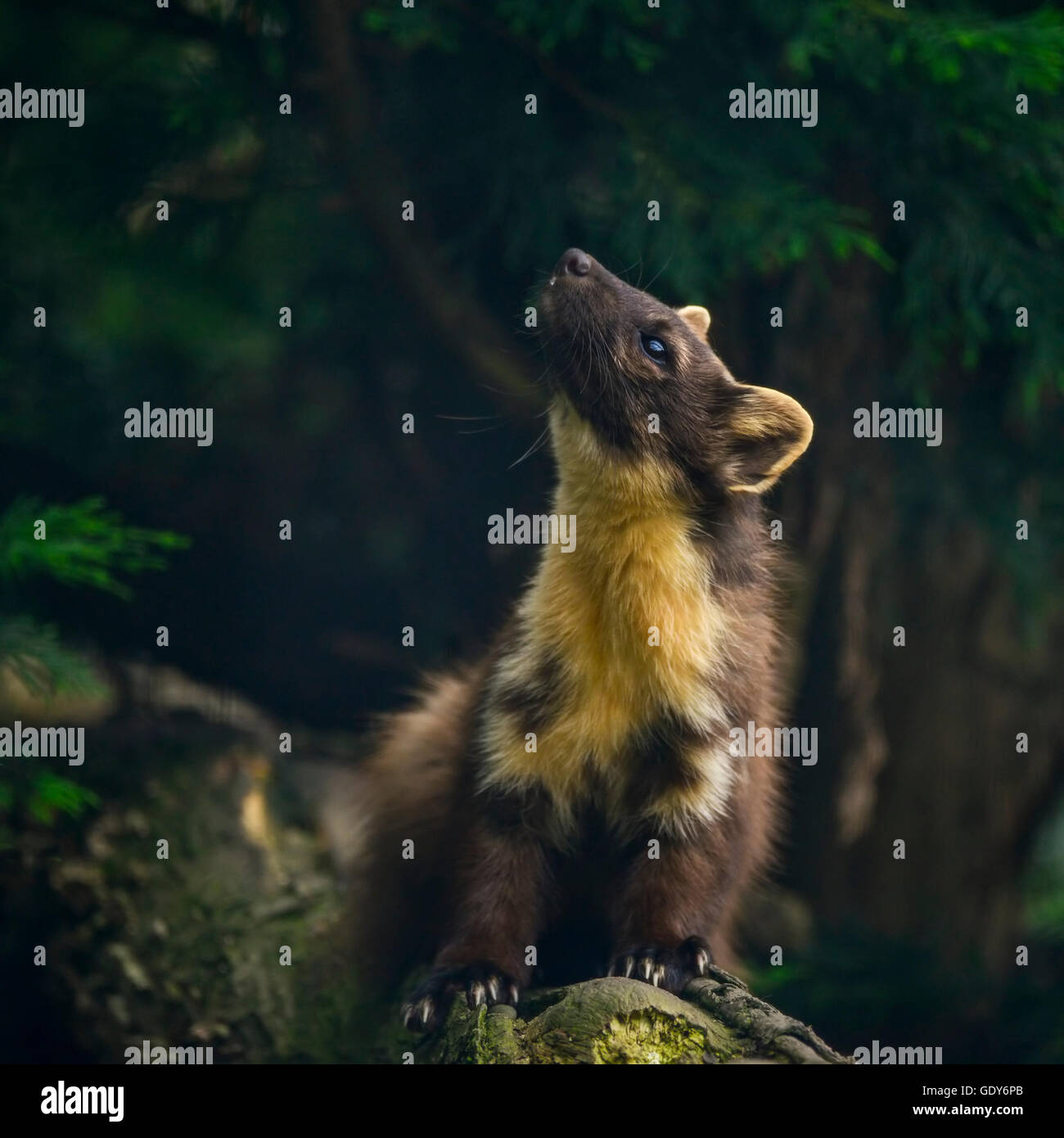 Pinemartin hi-res stock photography and images - Alamy