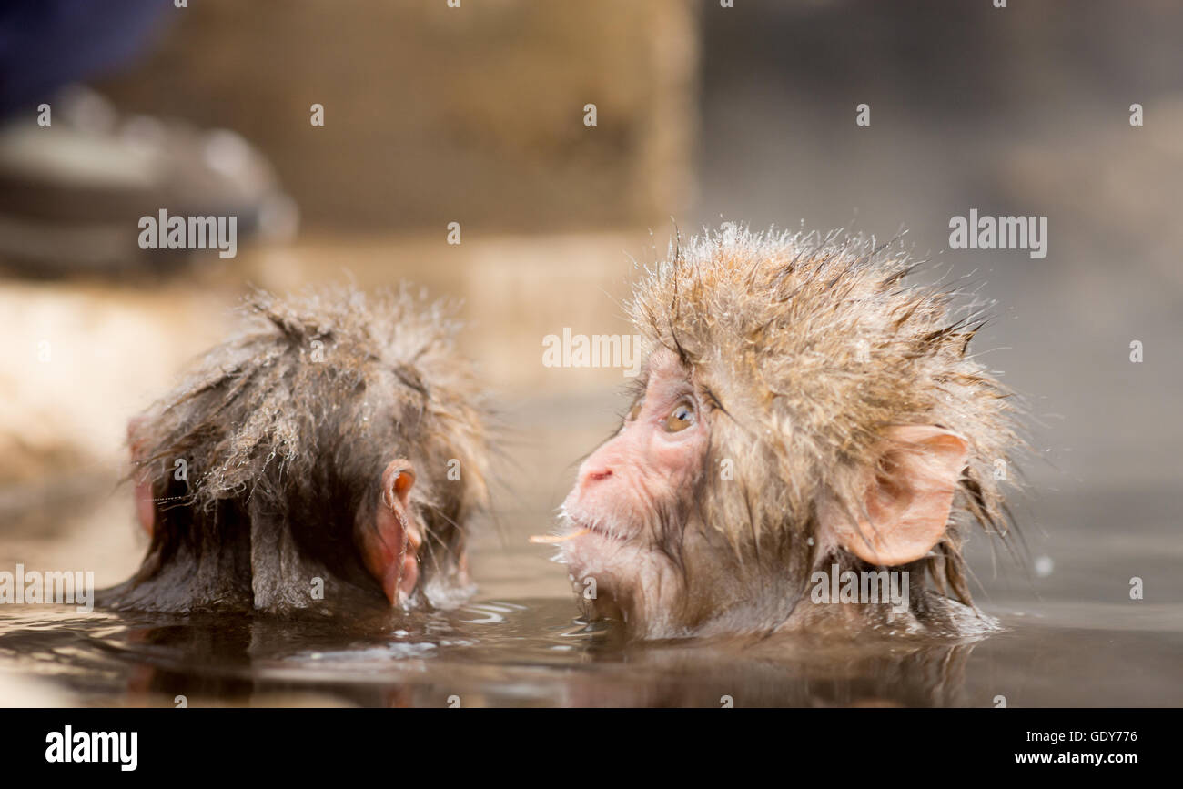 Japanese Macaque in a natural hot spring bath in Nagano, Japan Stock ...