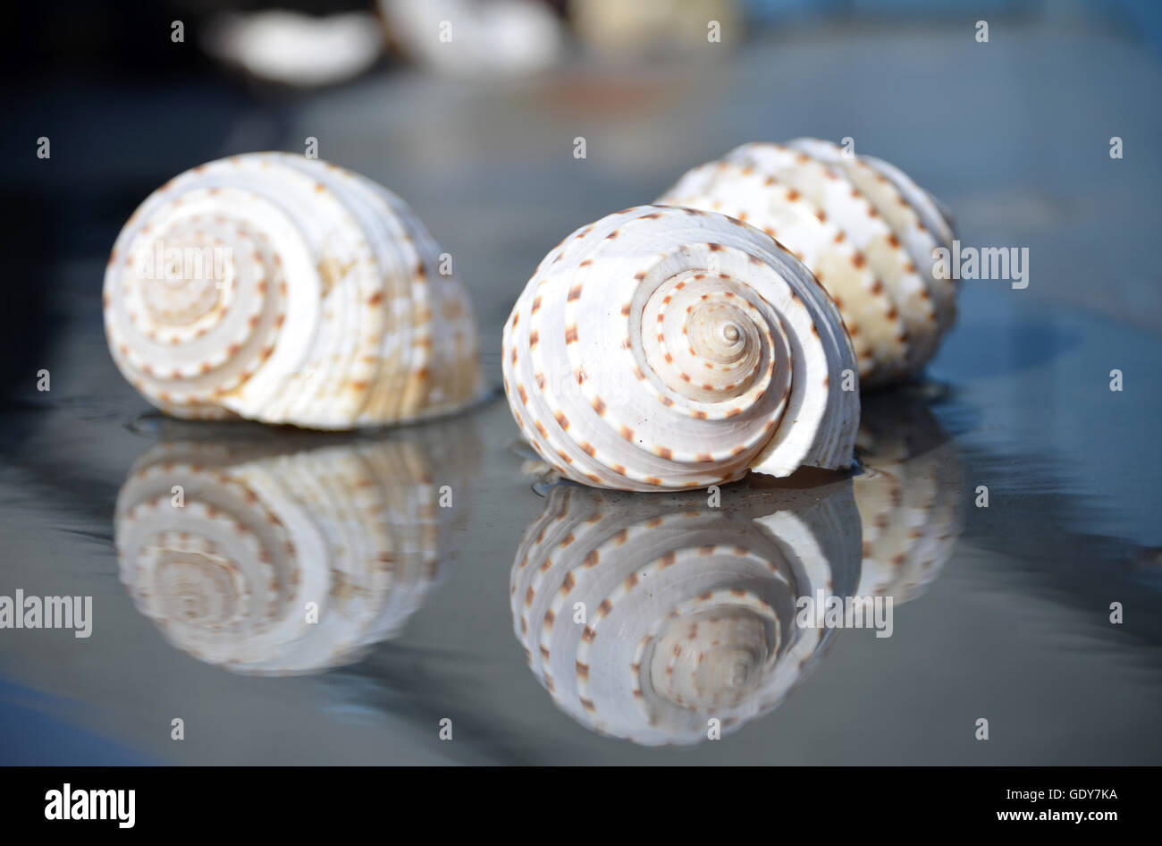 tonnidae with reflection Stock Photo - Alamy