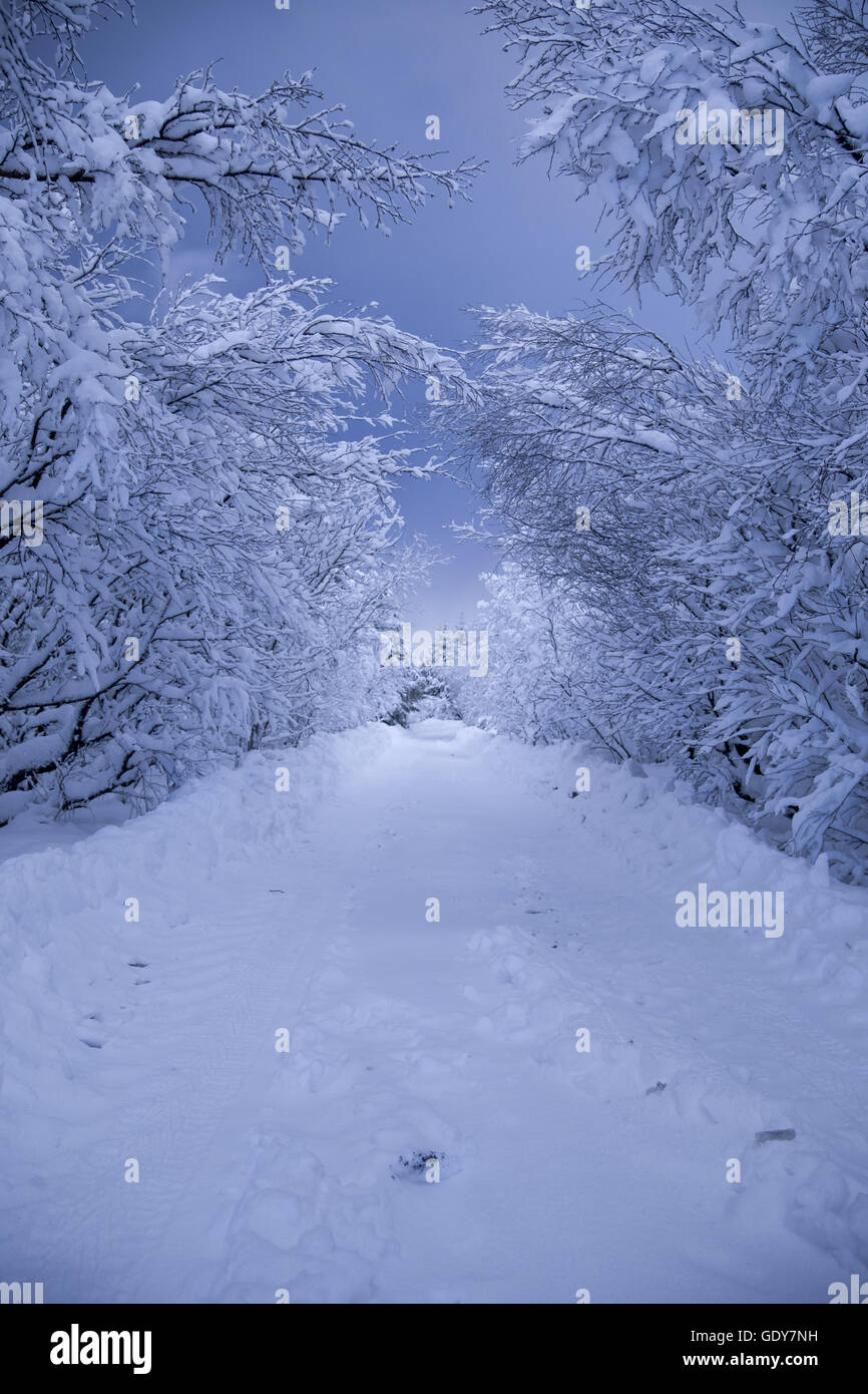 Peaceful scene in a forest after snowfall in winter Stock Photo - Alamy