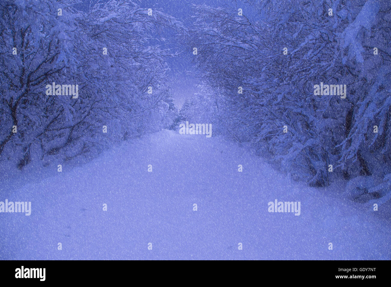 Snow falling on a path in a forest in winter, shot at dusk Stock Photo ...