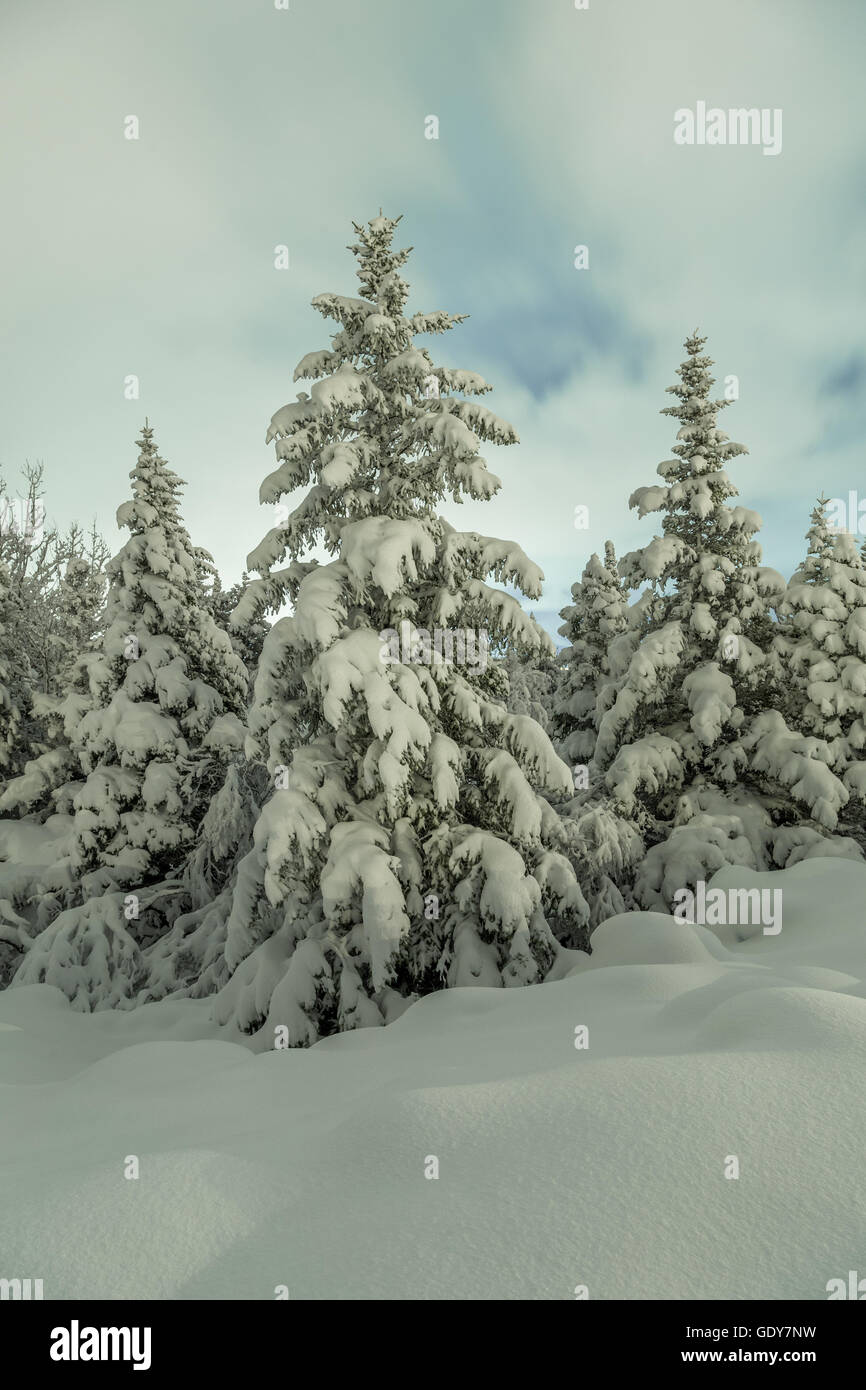 Spruce trees covered with snow after a heavy snowfall the night before ...