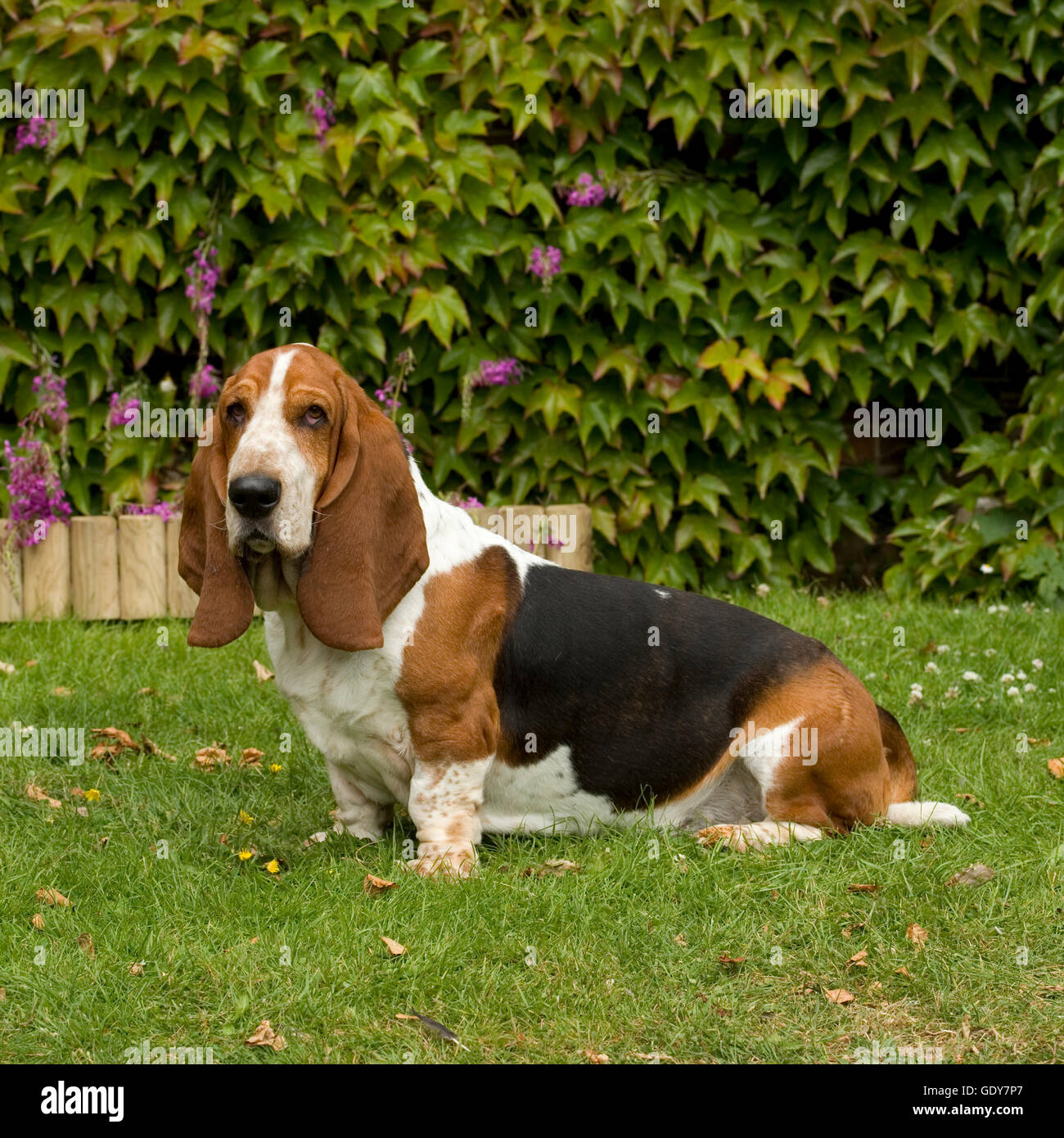Basset Hound High Resolution Stock Photography and Images - Alamy