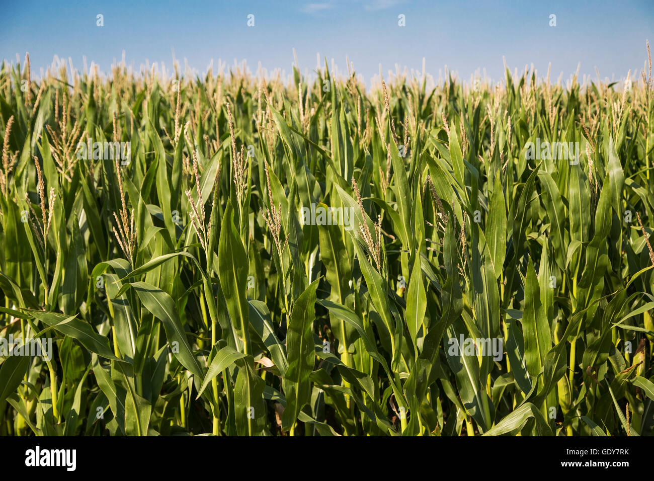 young corn growing in a field, blue sky visible at the top Stock Photo ...