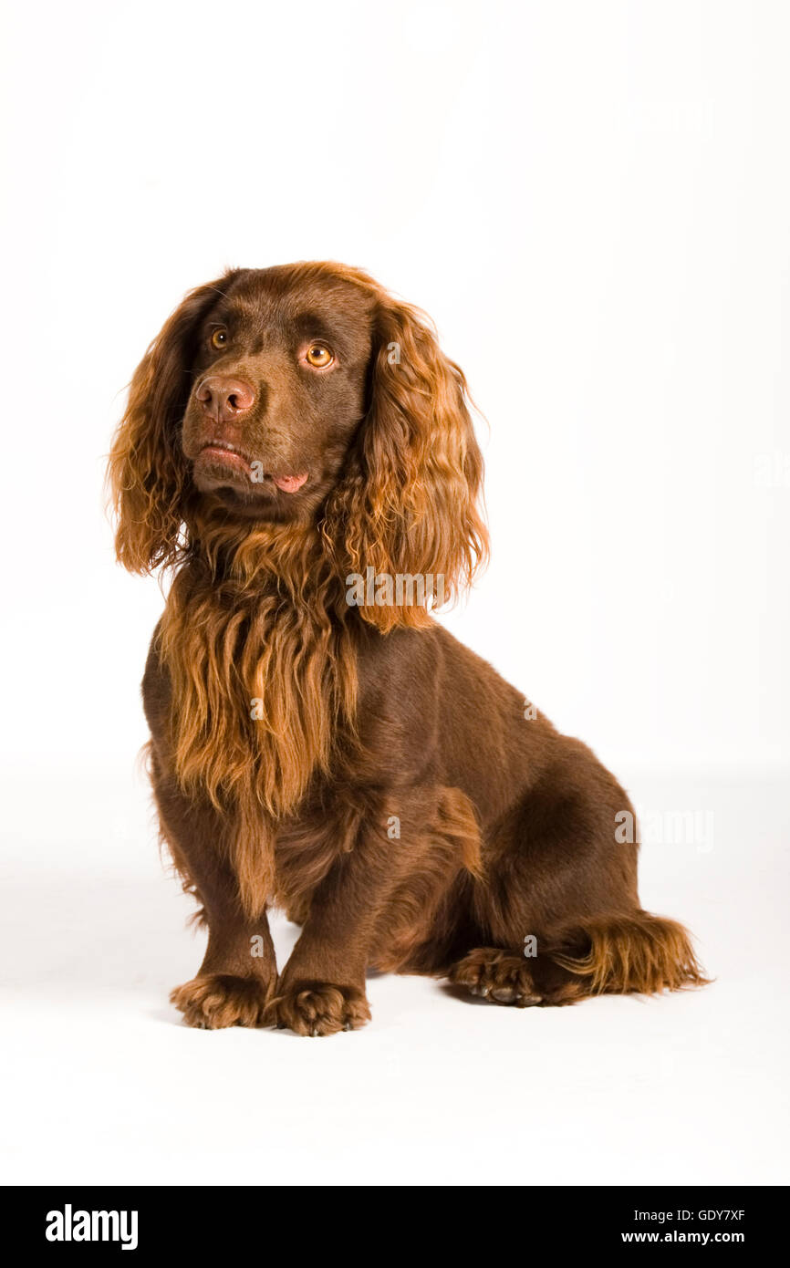 Working cocker spaniel sitting hi-res stock photography and images - Alamy