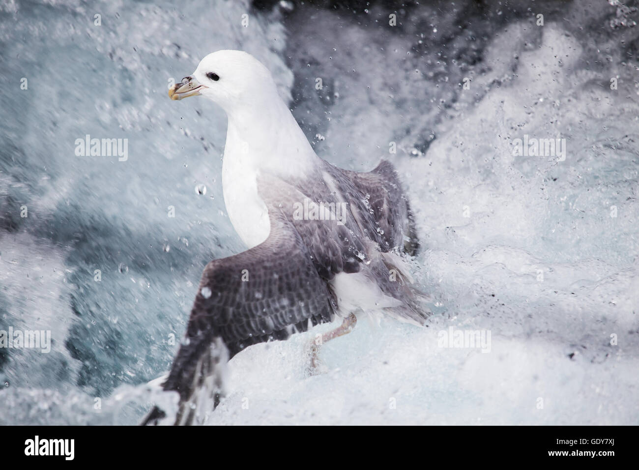Iceland Gull Swimming High Resolution Stock Photography and Images - Alamy