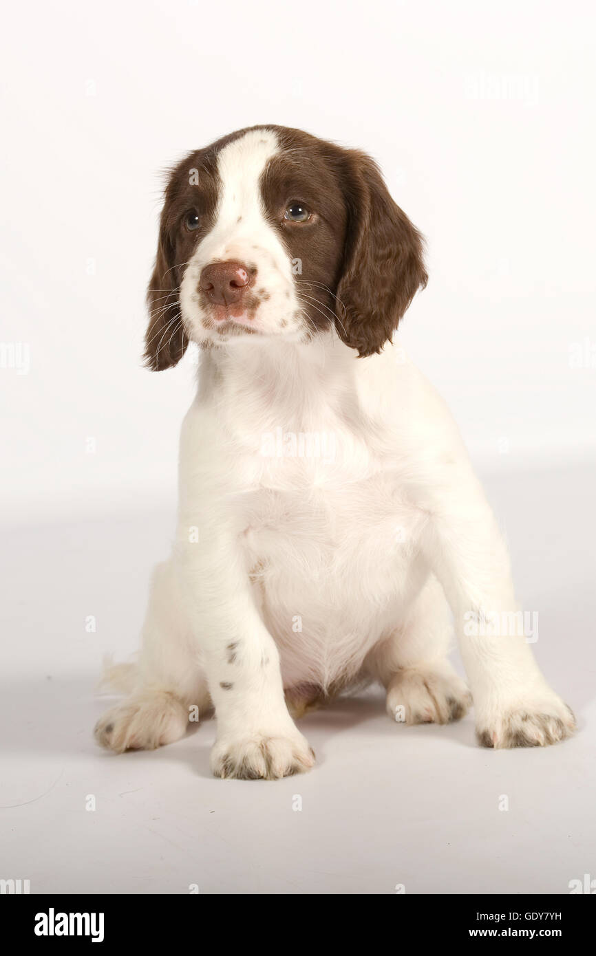 English springer spaniel puppy hi-res stock photography and images - Alamy