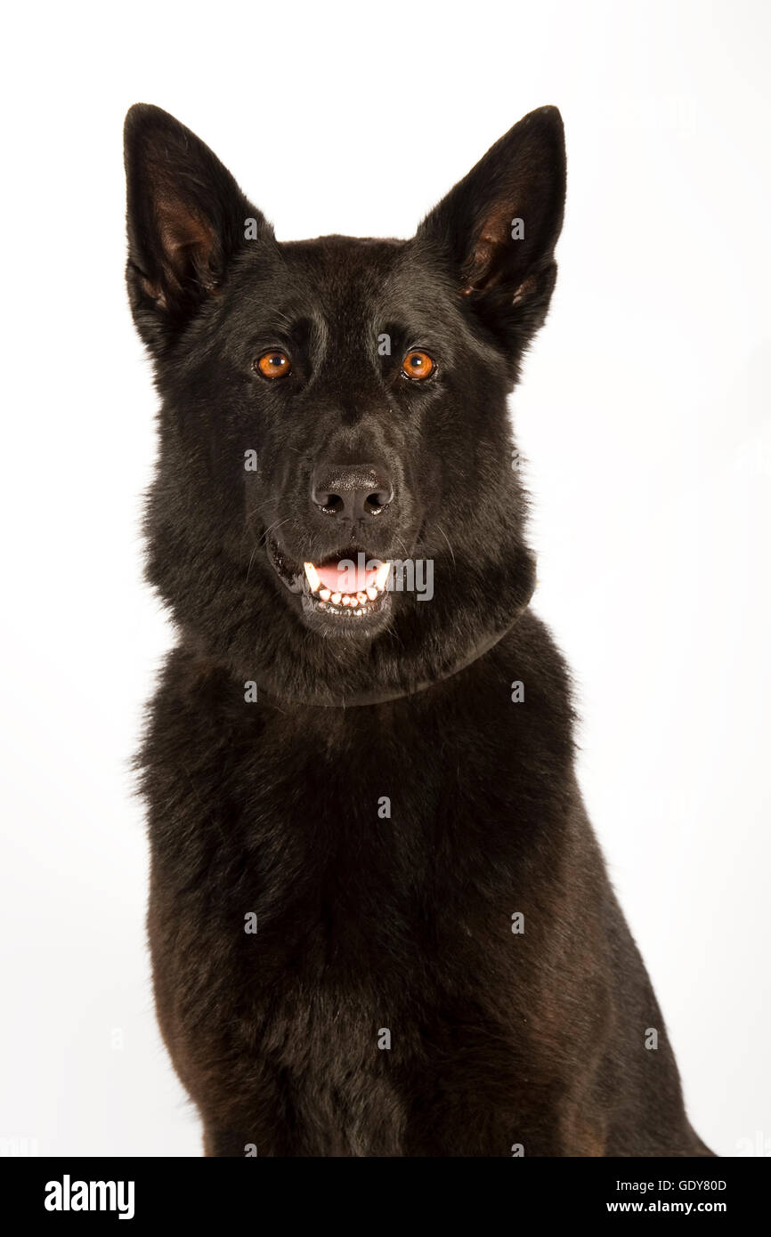 black german shepherd Stock Photo - Alamy