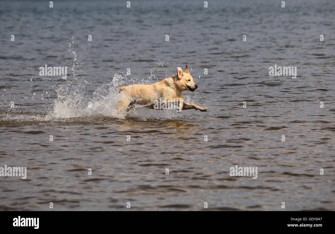 Dog running in shallow water Stock Photo - Alamy