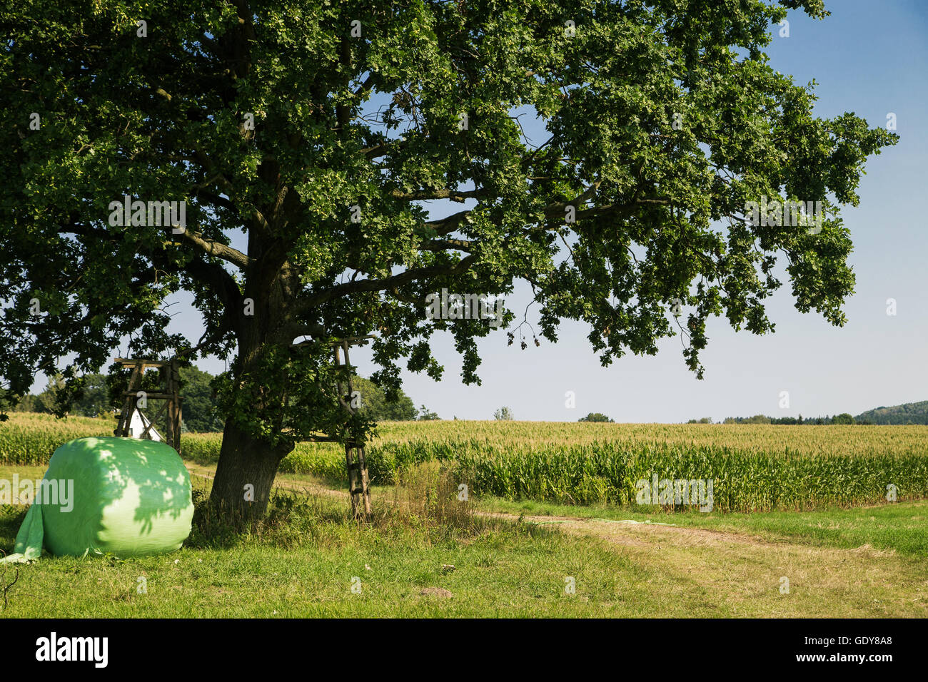 A big acorn tree growing in the middle of a field, stairs below it ...