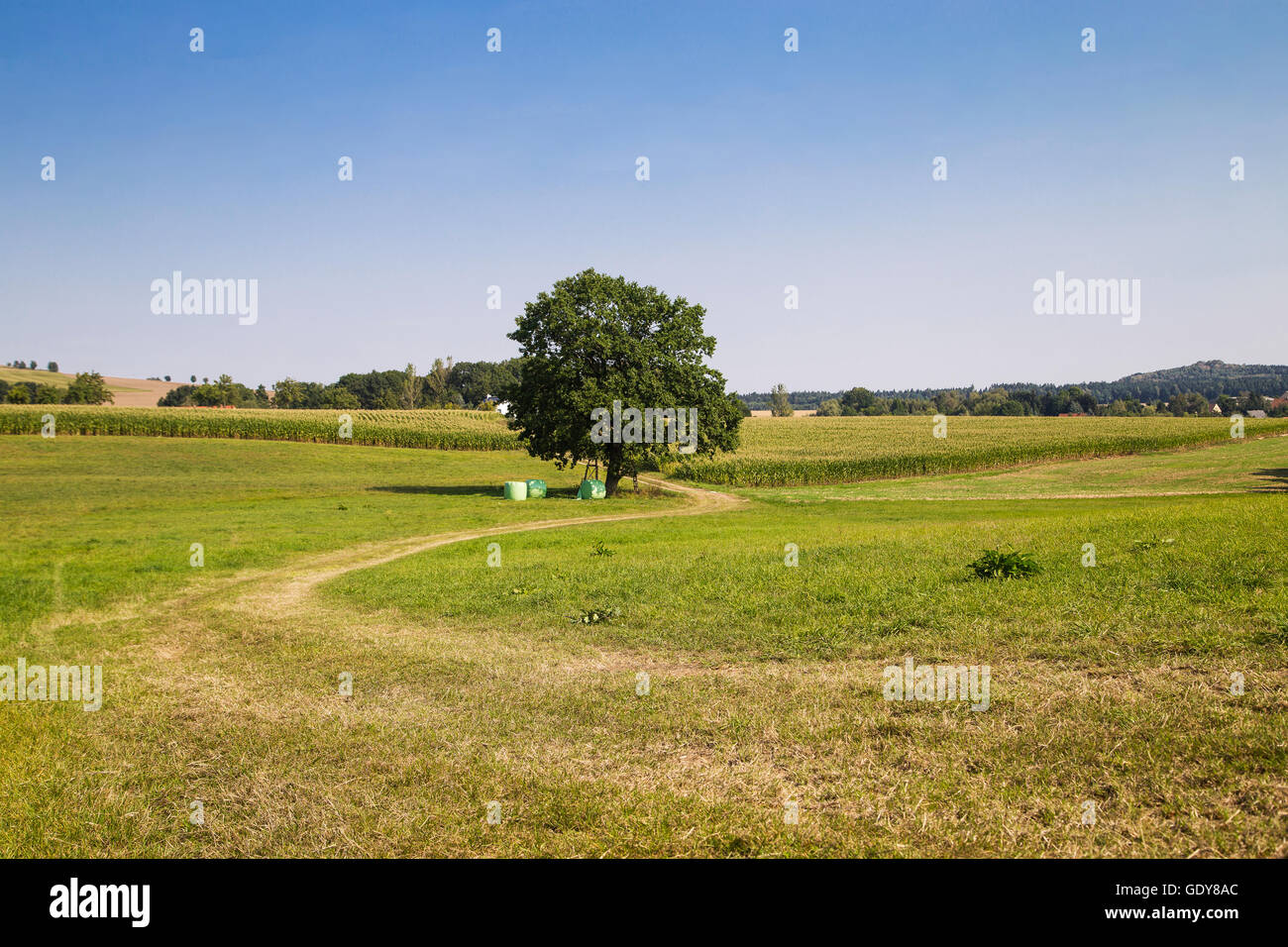 Acorn growing into a tree hi-res stock photography and images - Alamy