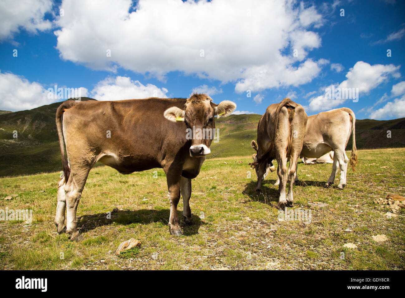 Cows in the Swiss alps grazing in a field in high altitude Stock Photo ...