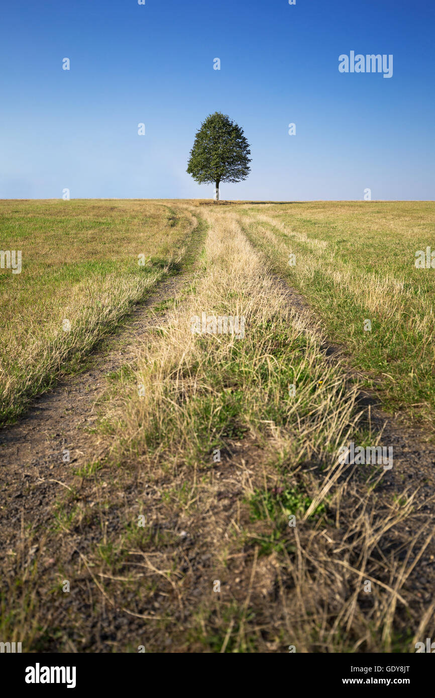 Rural path leading up to a single tree standing at the top of a hill ...