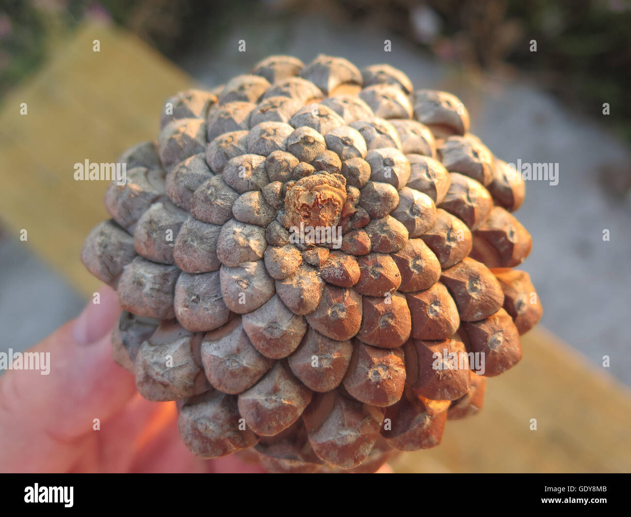 Large pine cone hi-res stock photography and images - Alamy