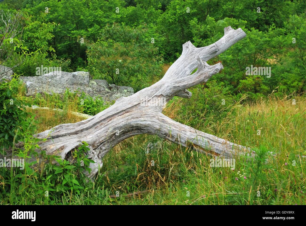 Dead logs hi-res stock photography and images - Alamy