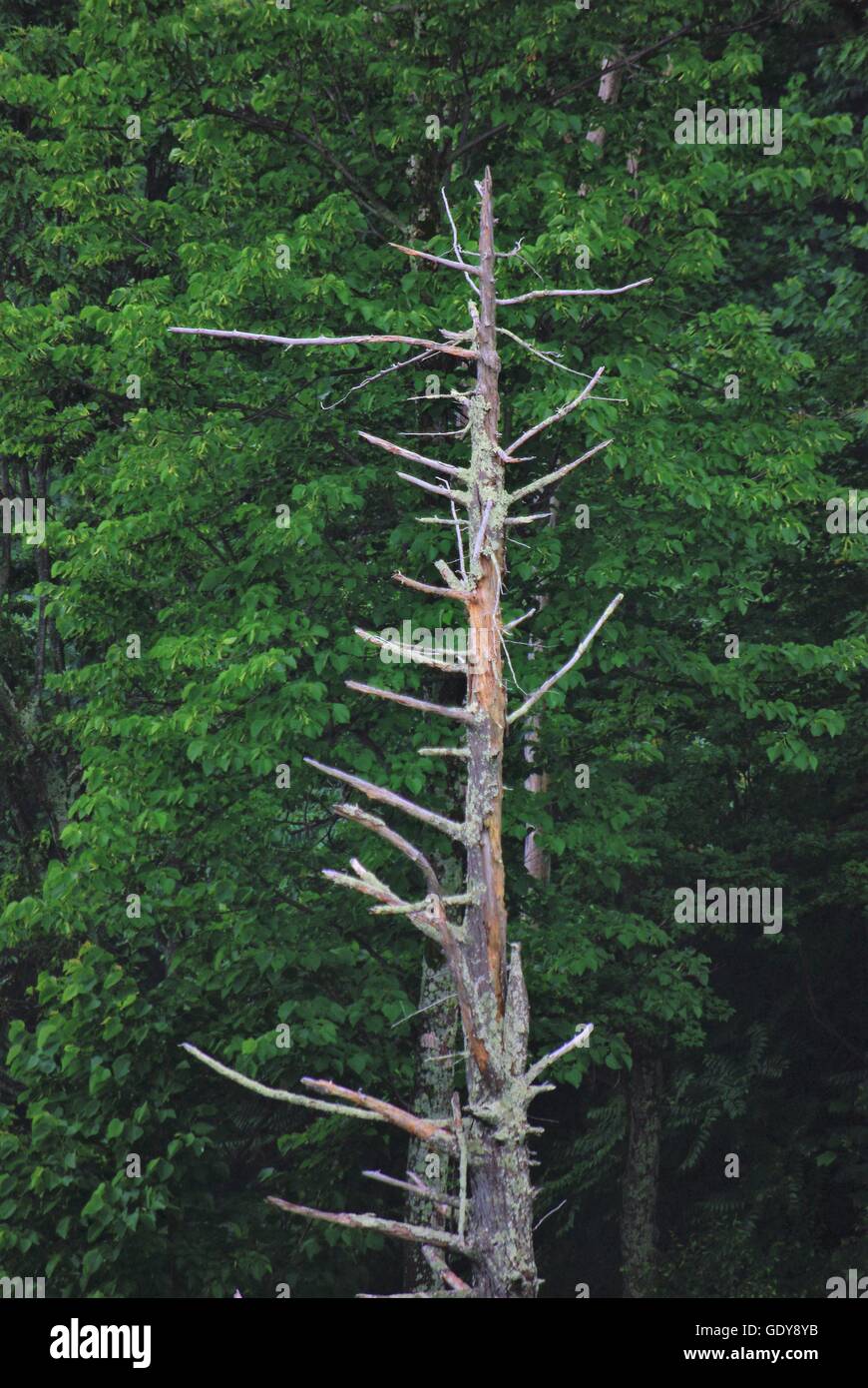 Live dead trees hi-res stock photography and images - Alamy