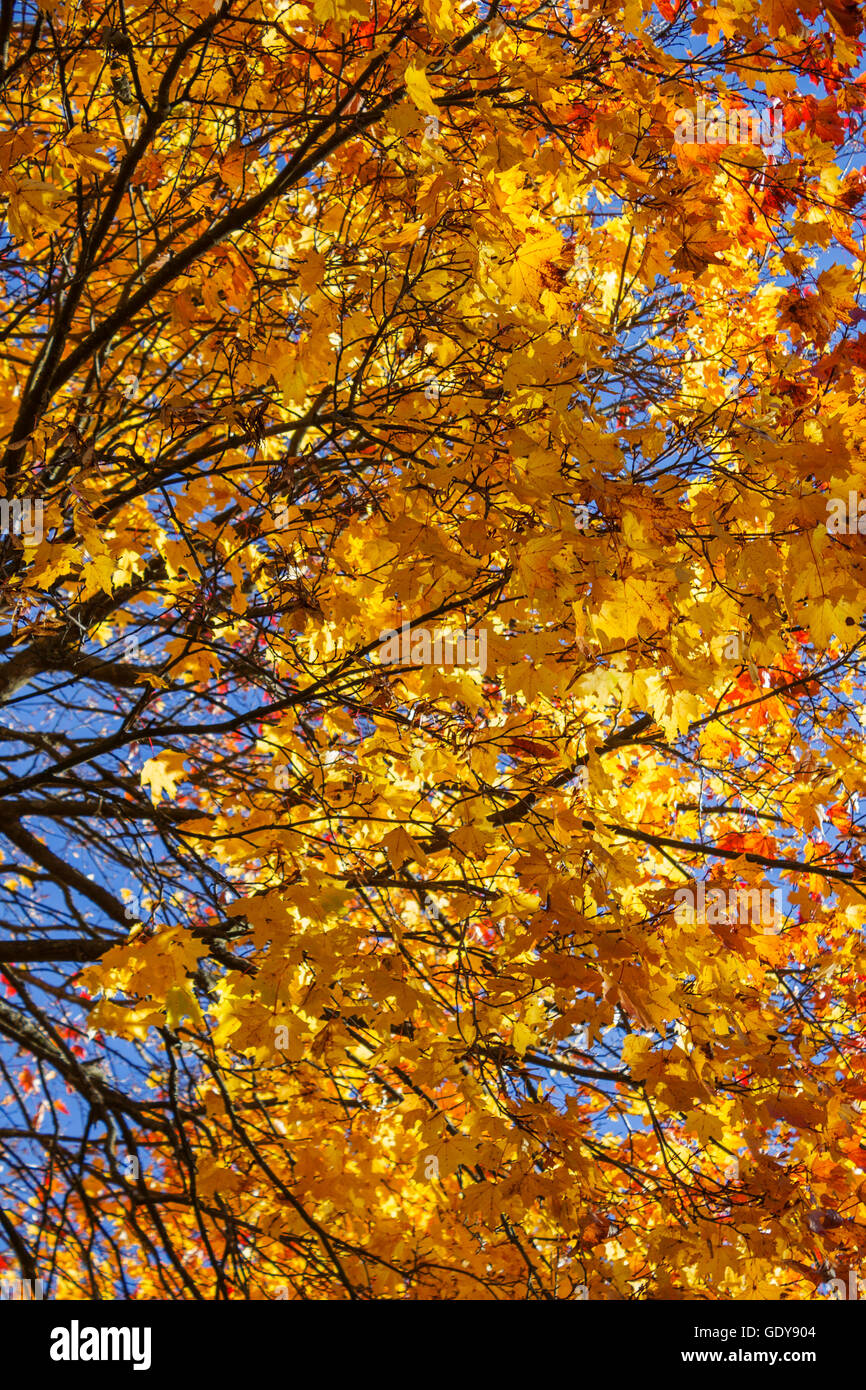 Colorful fall tree branches hi-res stock photography and images - Alamy