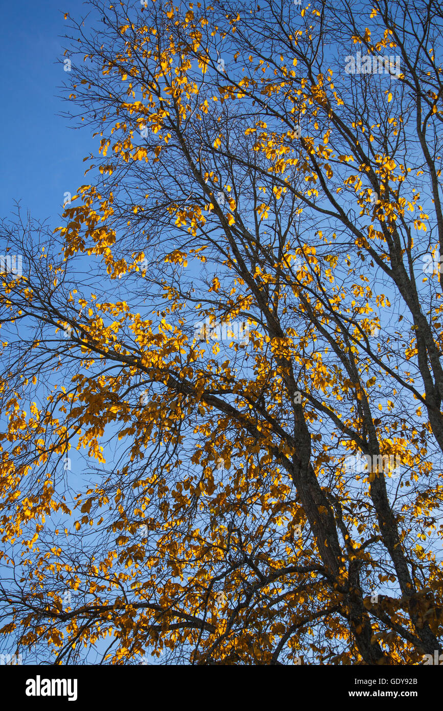 Colorful fall tree branches hi-res stock photography and images - Alamy