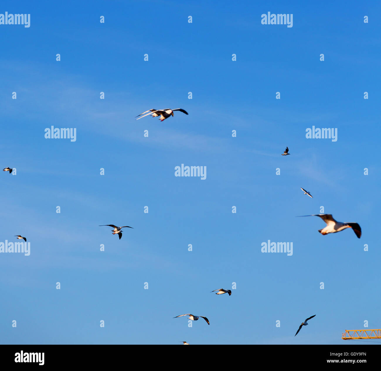and free group of birds in oman the sky Stock Photo - Alamy