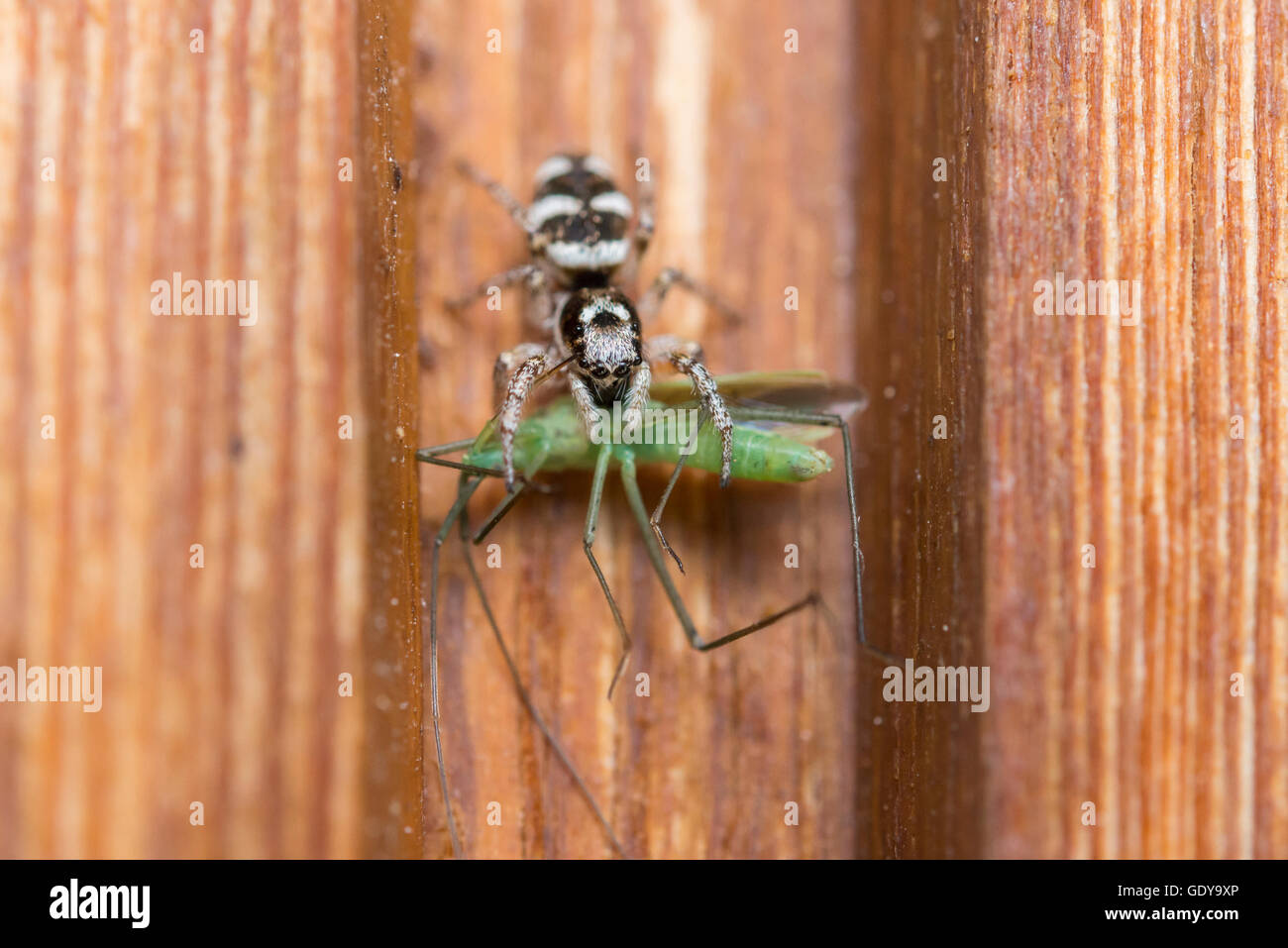 Closeup of a spider with a grasshopper as prey Stock Photo - Alamy
