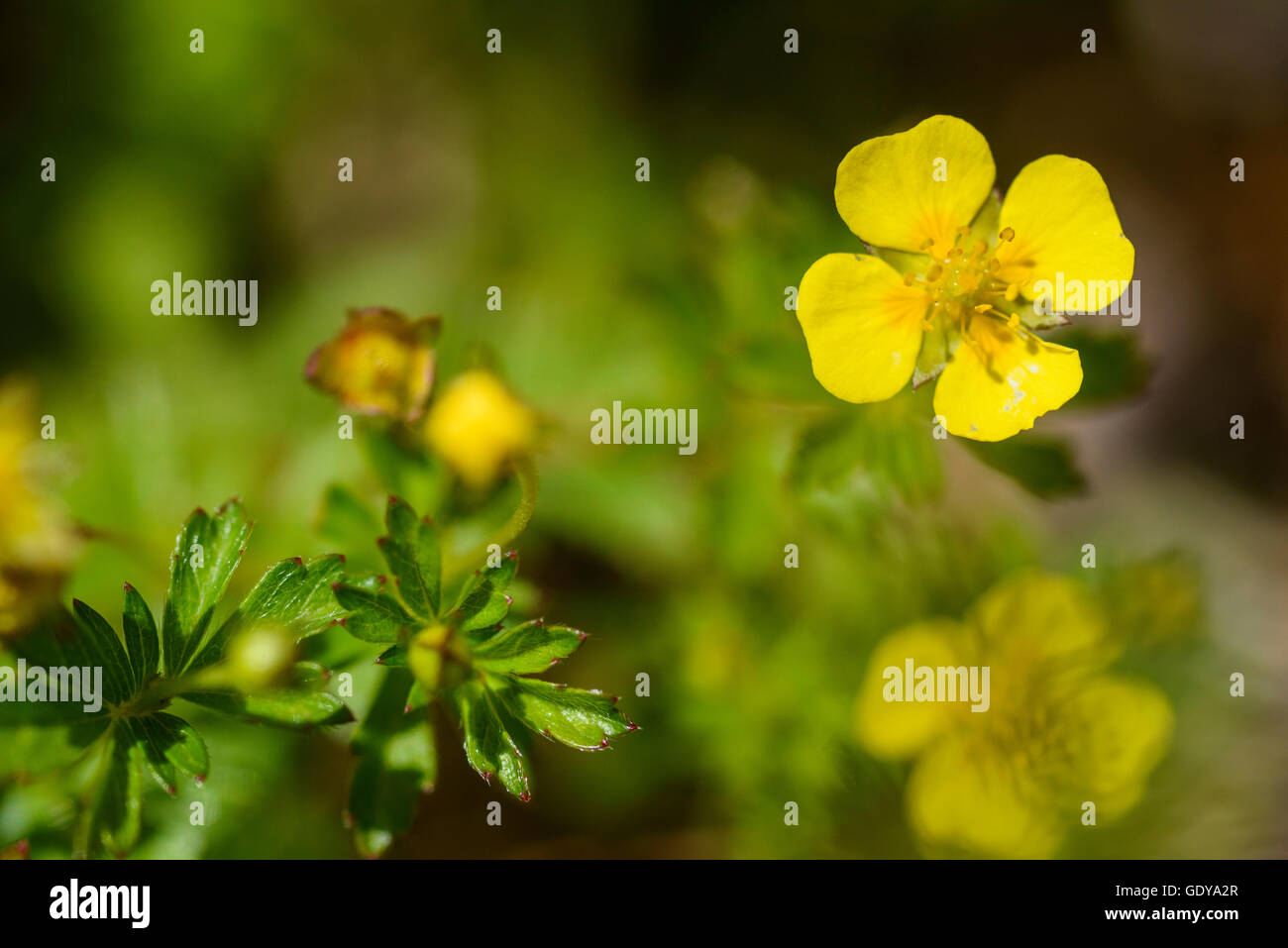 Tormentil, Potentilla erecta, wildflower, Dumfries & Galloway, Scotland ...