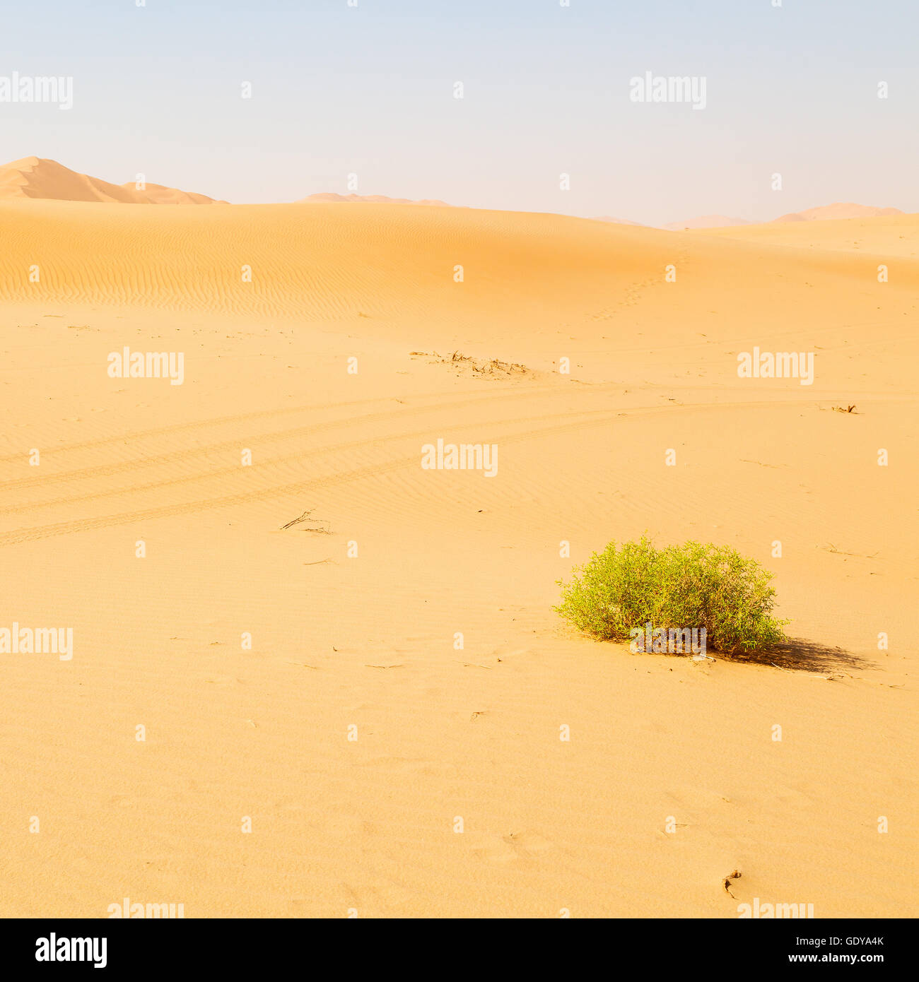 the empty quarter and outdoor sand dune in oman old desert rub al khali ...