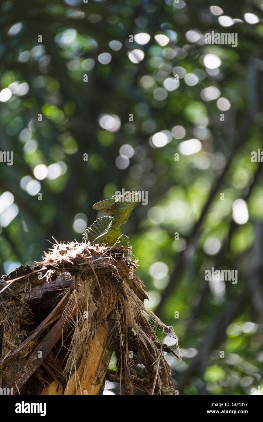 Plumed basilisk lizard in national park, Costa Rica Stock Photo - Alamy