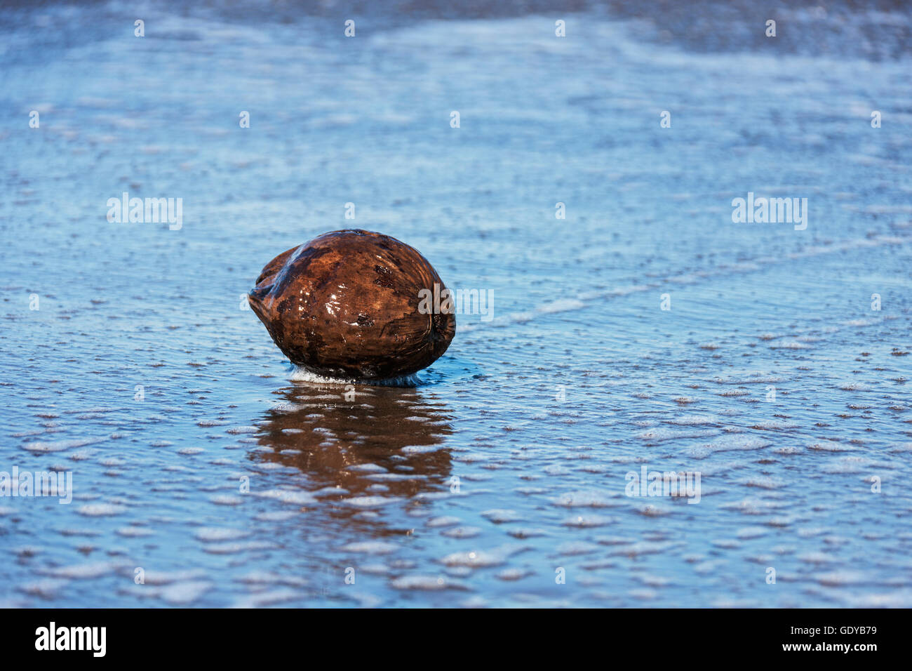 Dry coconut lying on the seashore, Costa Rica Stock Photo - Alamy