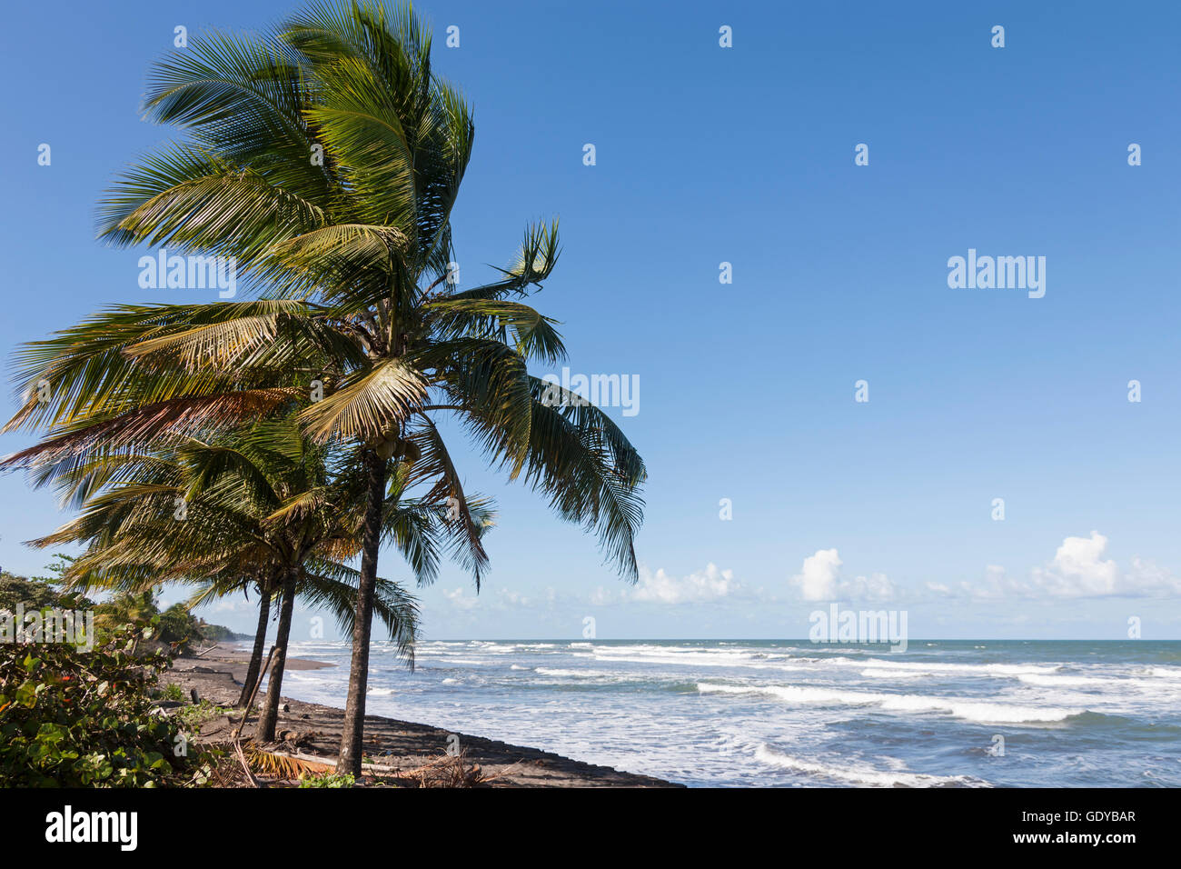 Palm trees on the beach, Samara, Costa Rica Stock Photo - Alamy