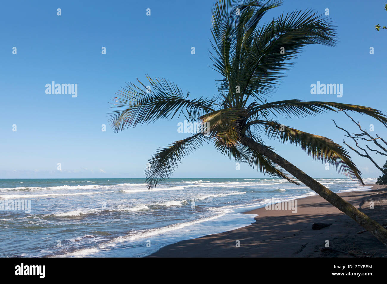 Palm tree on the beach, Samara, Costa Rica Stock Photo - Alamy