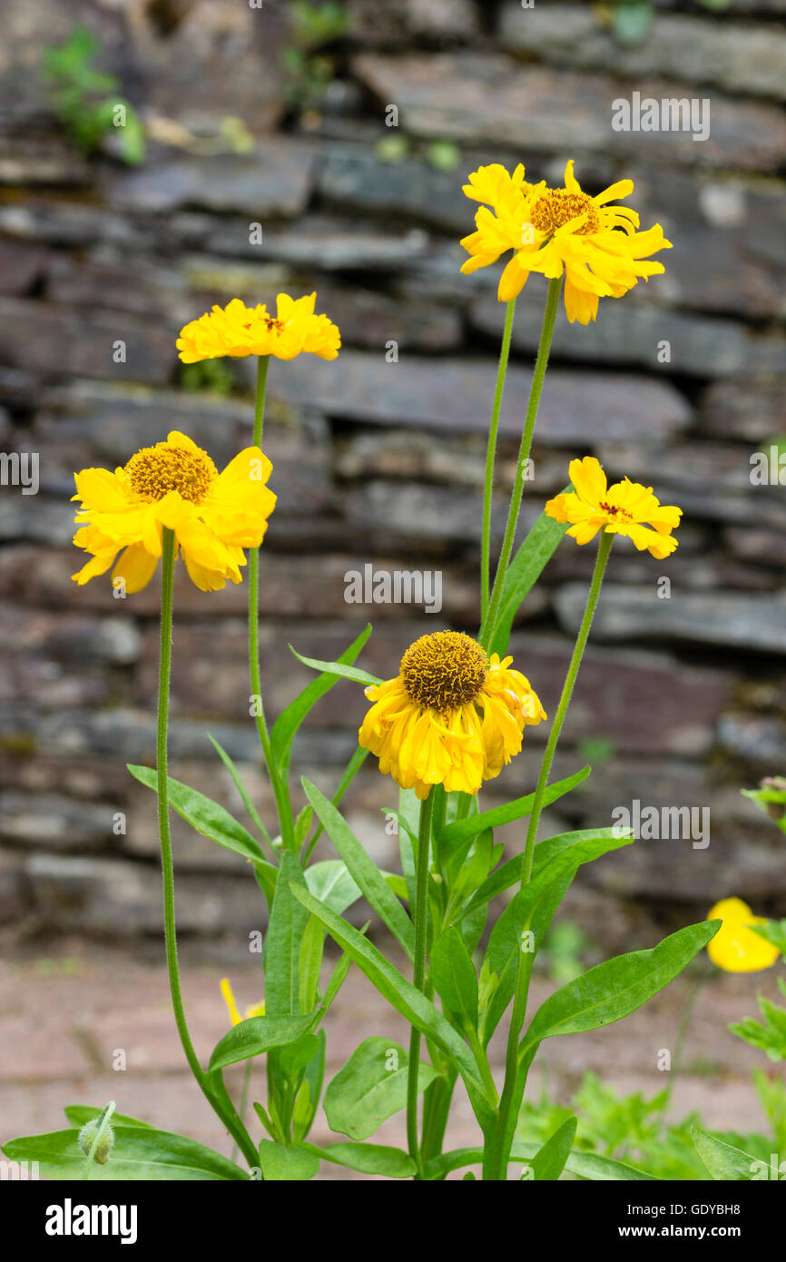 Helenium hi-res stock photography and images - Alamy
