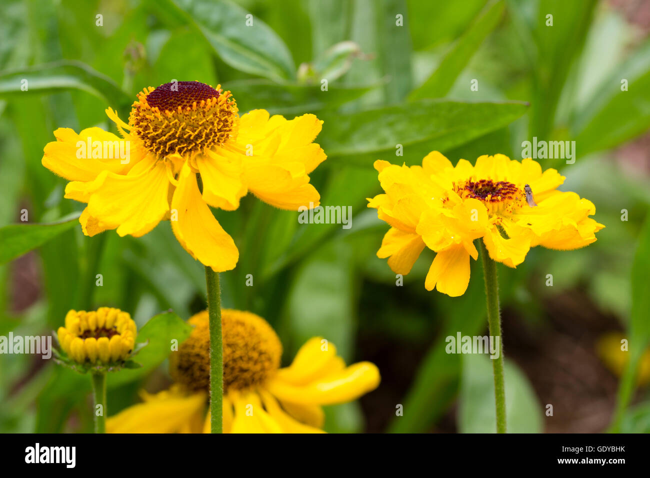 Yellow flowers of the summer flowering hardy perennial, Helenium 'Short ...