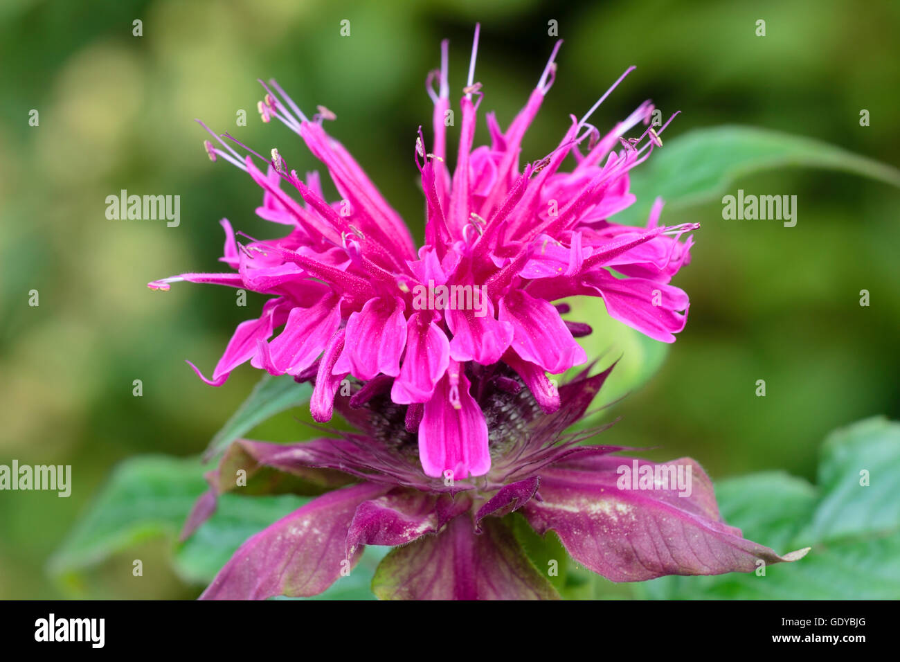 July flowers of the red pink bee balm, Monarda 'Loddon Crown' Stock ...