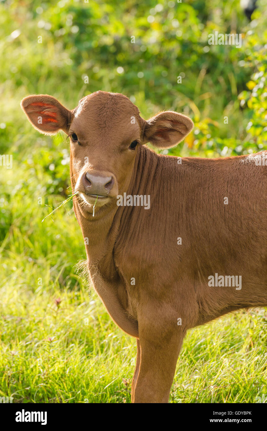Brown calf chewing on grass Stock Photo - Alamy