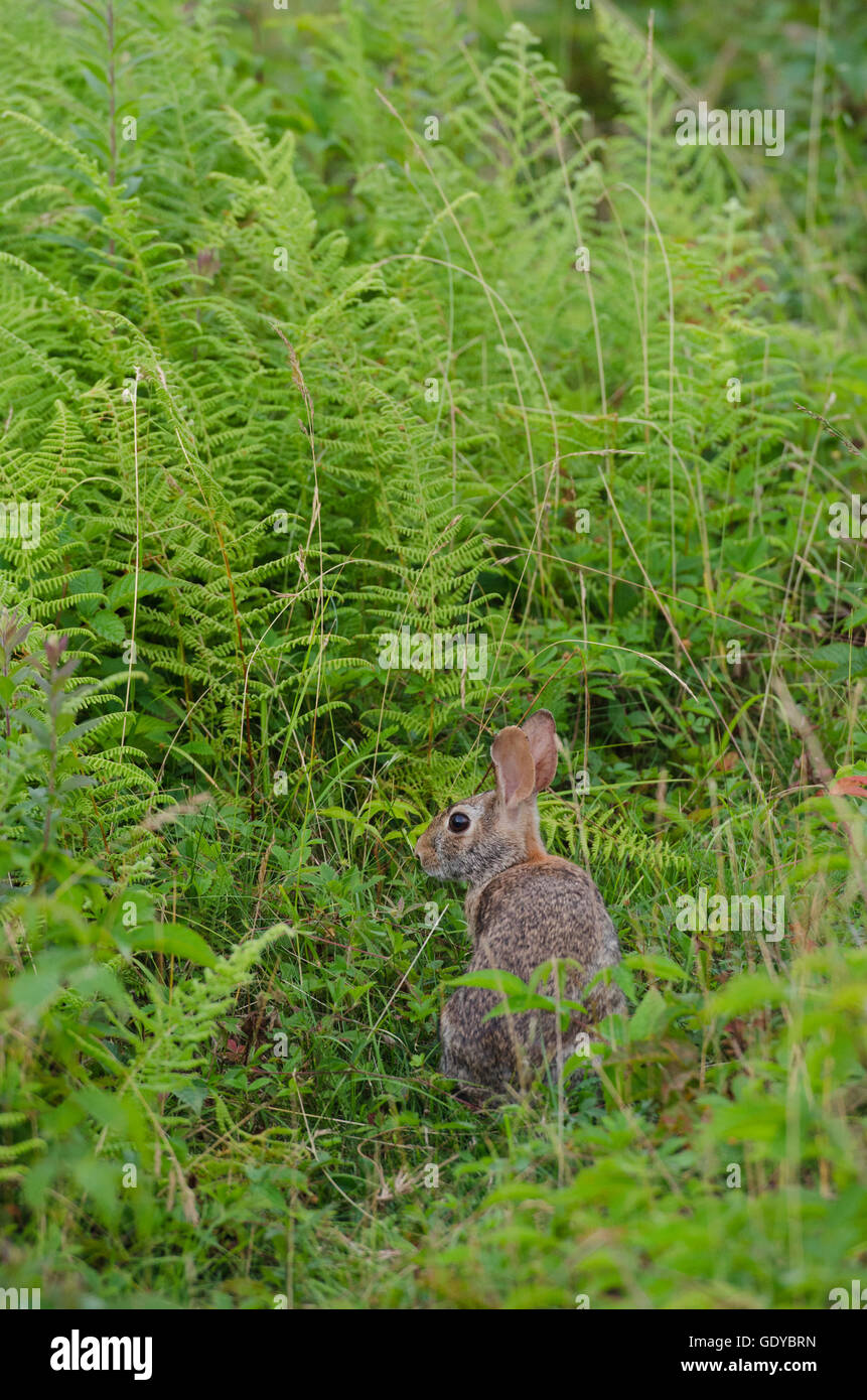 Grayson highlands state park hi-res stock photography and images - Alamy