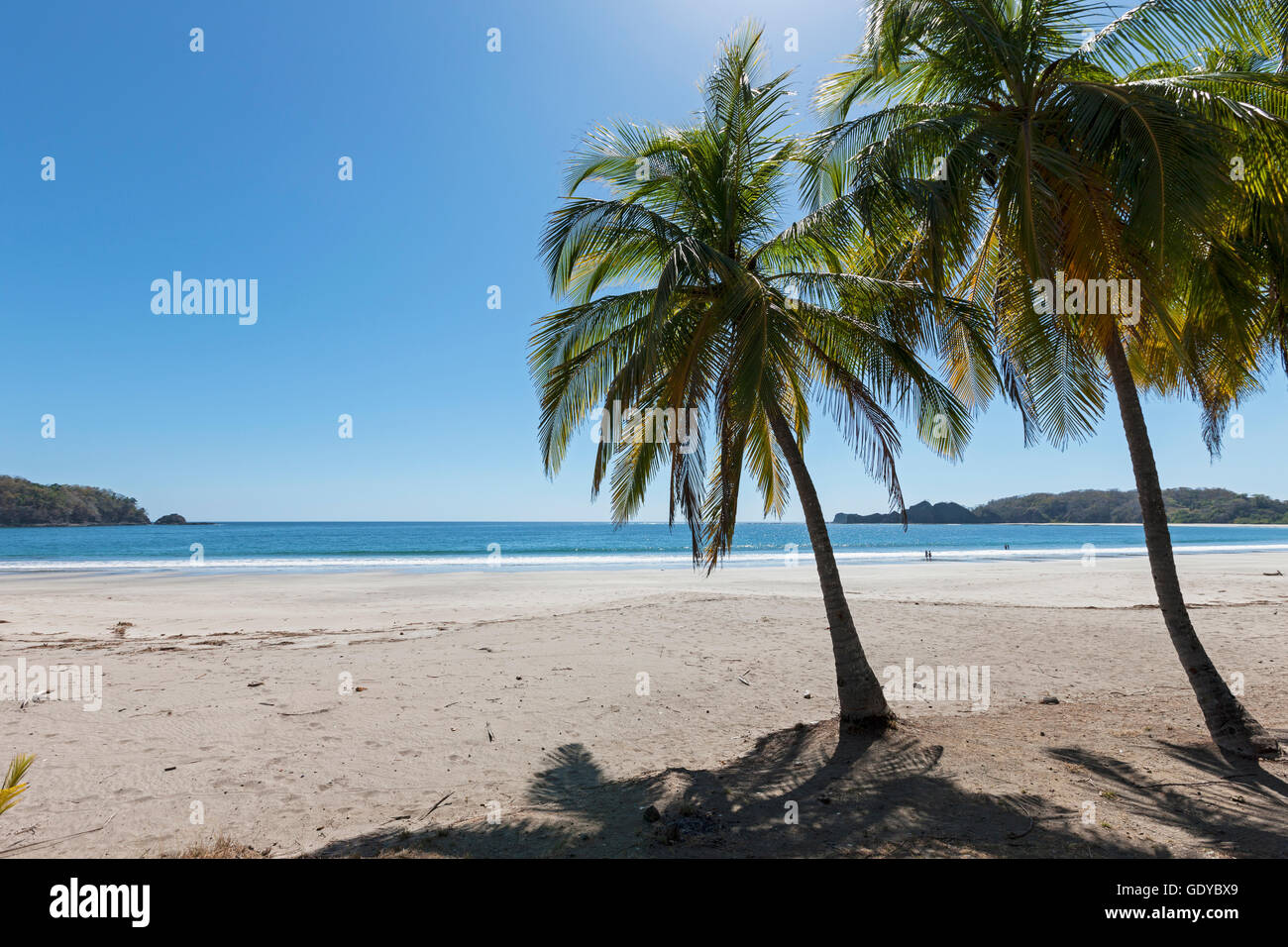 Palm trees on the beach, Samara, Costa Rica Stock Photo - Alamy